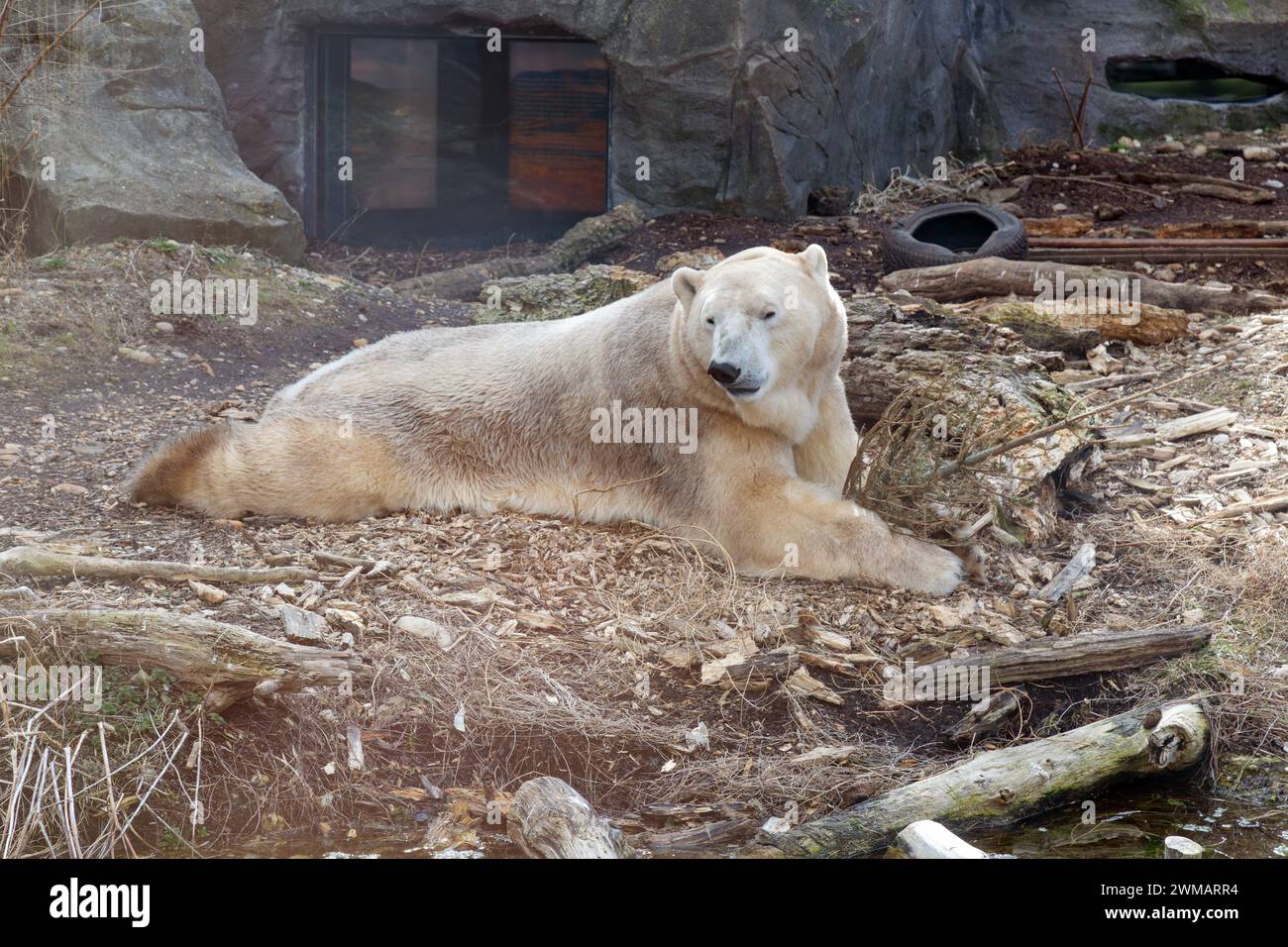Polar bear, Schönbrunn Zoo,Vienna, Austria, Europe Stock Photo - Alamy