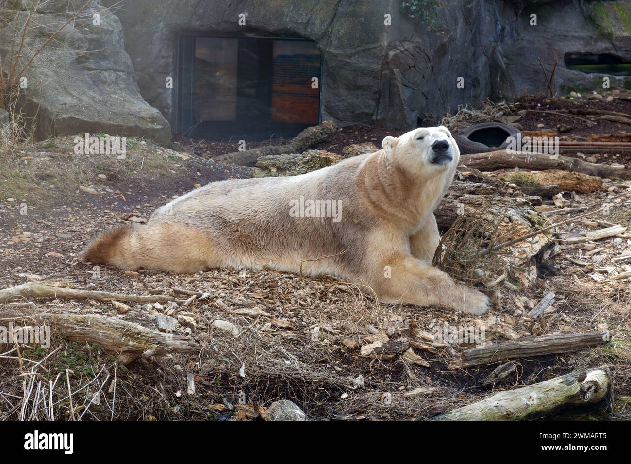 Polar bear, Schönbrunn Zoo,Vienna, Austria, Europe Stock Photo - Alamy