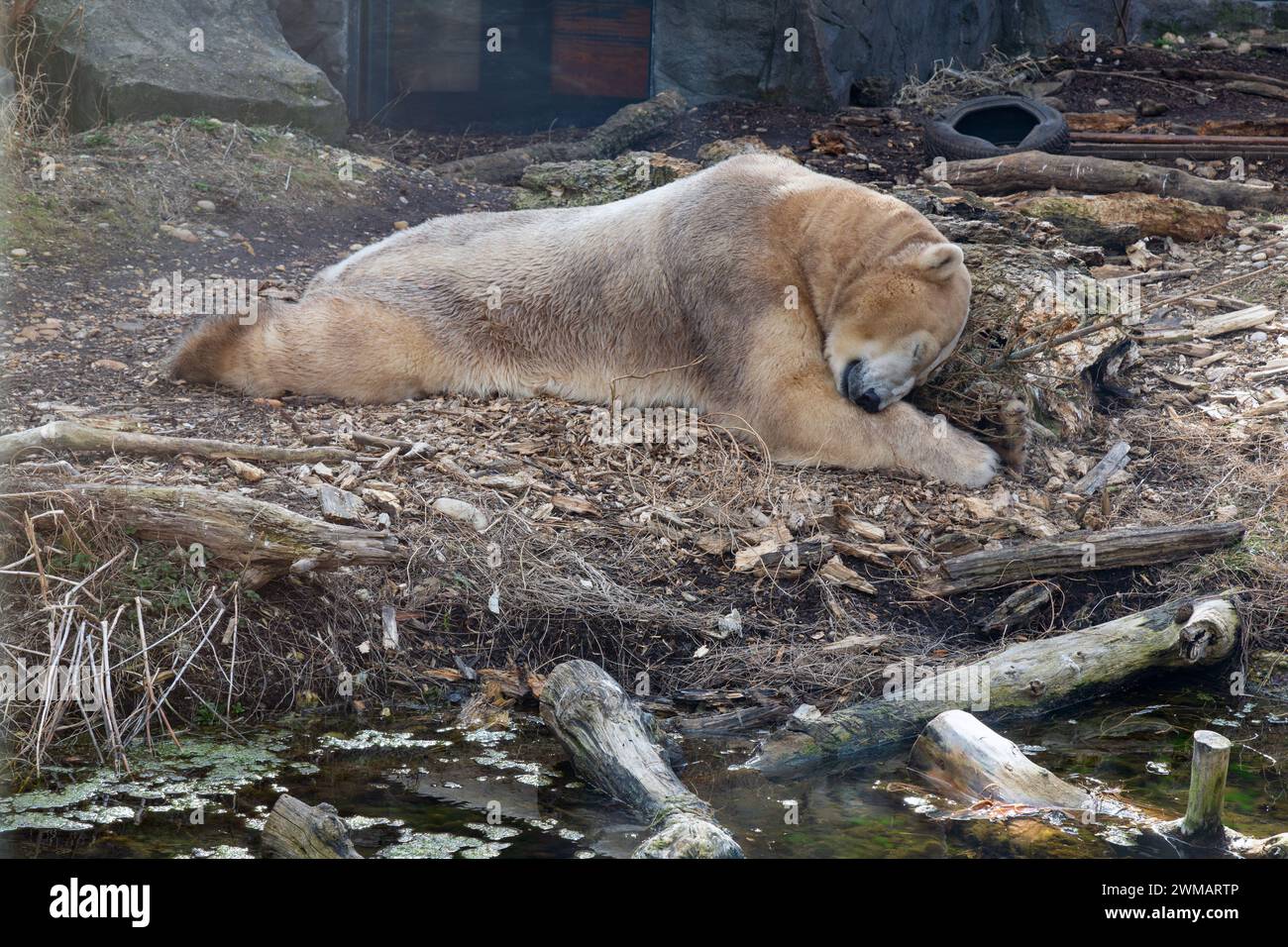 Polar bear, Schönbrunn Zoo,Vienna, Austria, Europe Stock Photo - Alamy