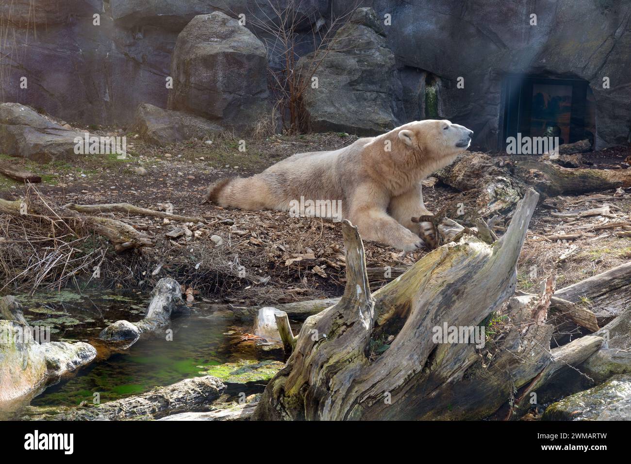 Polar bear, Schönbrunn Zoo,Vienna, Austria, Europe Stock Photo - Alamy