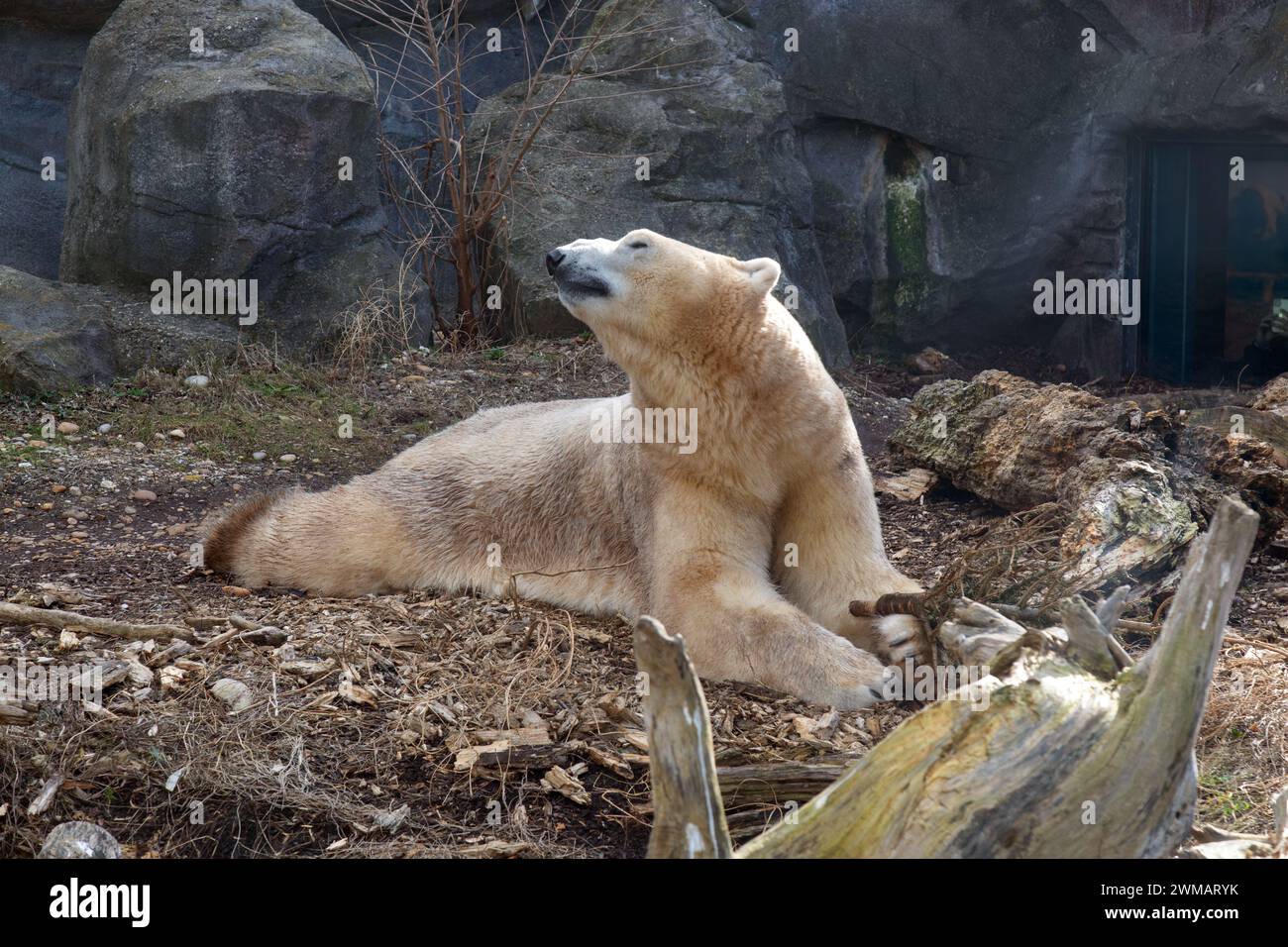 Polar bear, Schönbrunn Zoo,Vienna, Austria, Europe Stock Photo - Alamy
