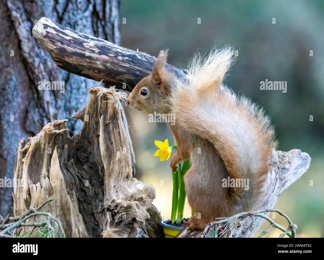 Scottish wildlife in spring hi-res stock photography and images - Alamy