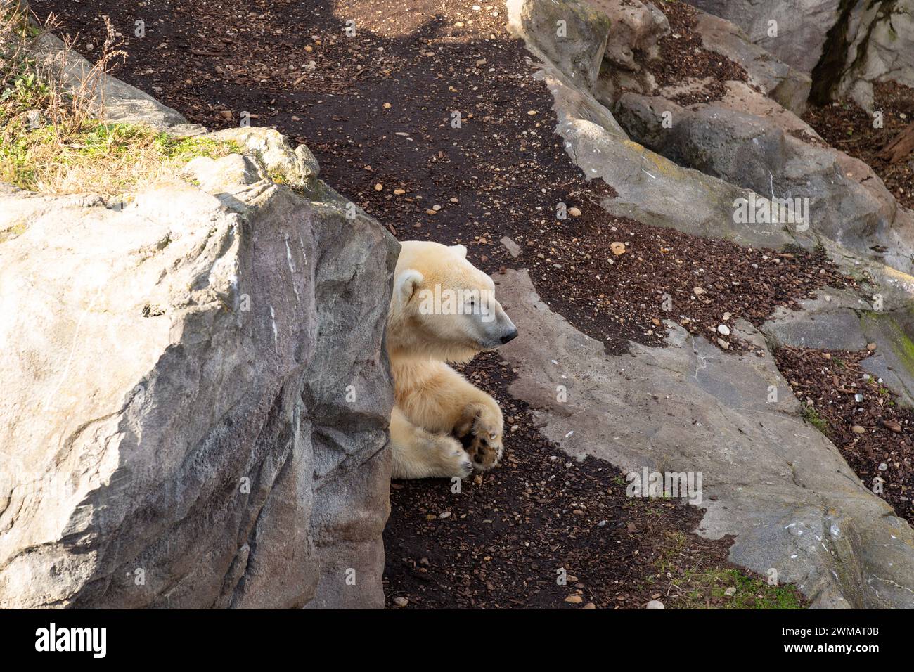 Polar bear, Schönbrunn Zoo,Vienna, Austria, Europe Stock Photo - Alamy