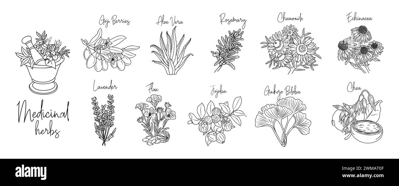 Medicinal herbs mortar pestle Stock Vector Images - Alamy