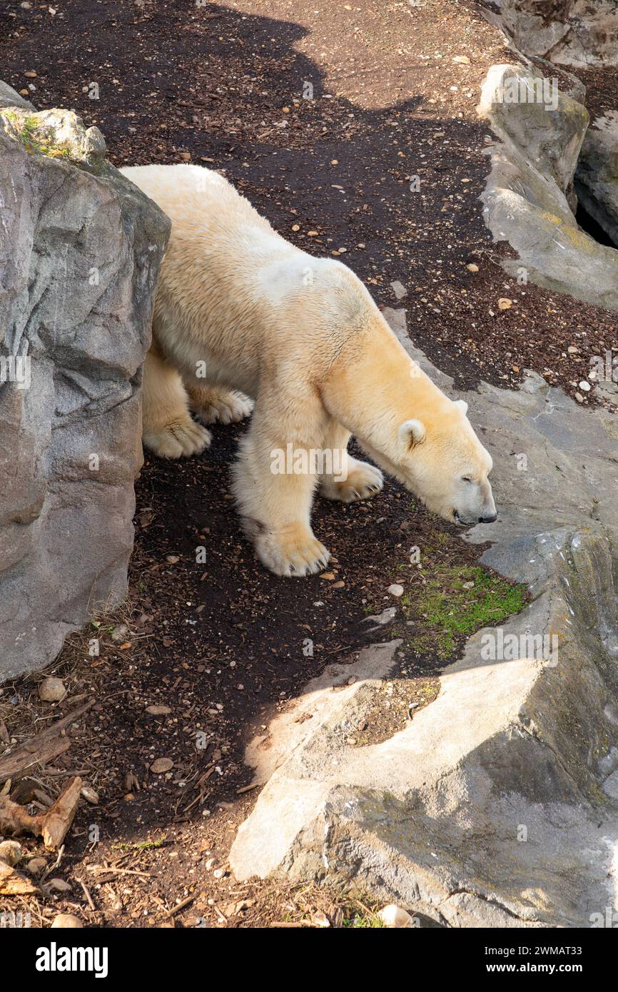 Polar bear, Schönbrunn Zoo,Vienna, Austria, Europe Stock Photo - Alamy
