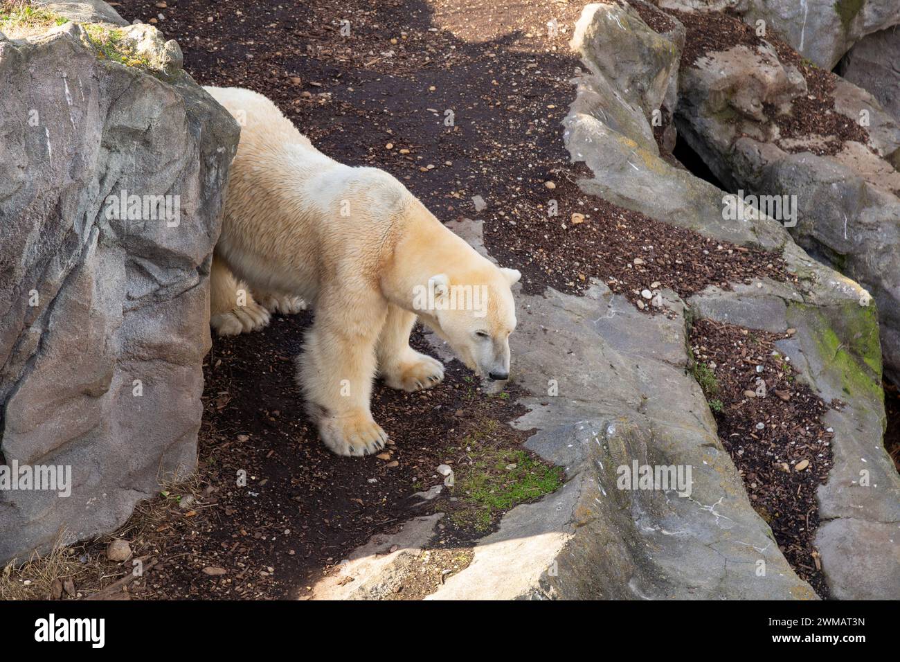 Polar bear, Schönbrunn Zoo,Vienna, Austria, Europe Stock Photo - Alamy