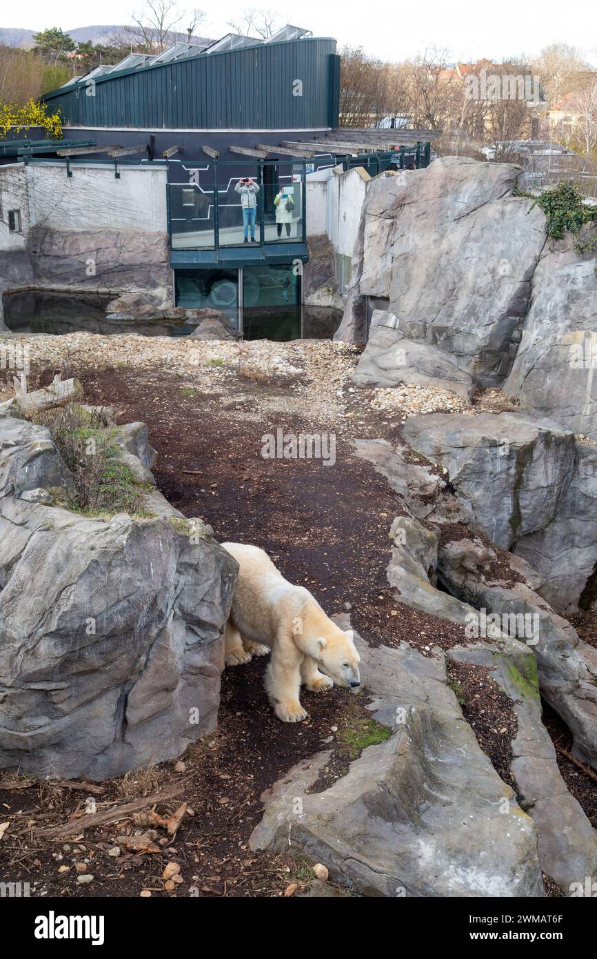 Polar bear, Schönbrunn Zoo,Vienna, Austria, Europe Stock Photo - Alamy
