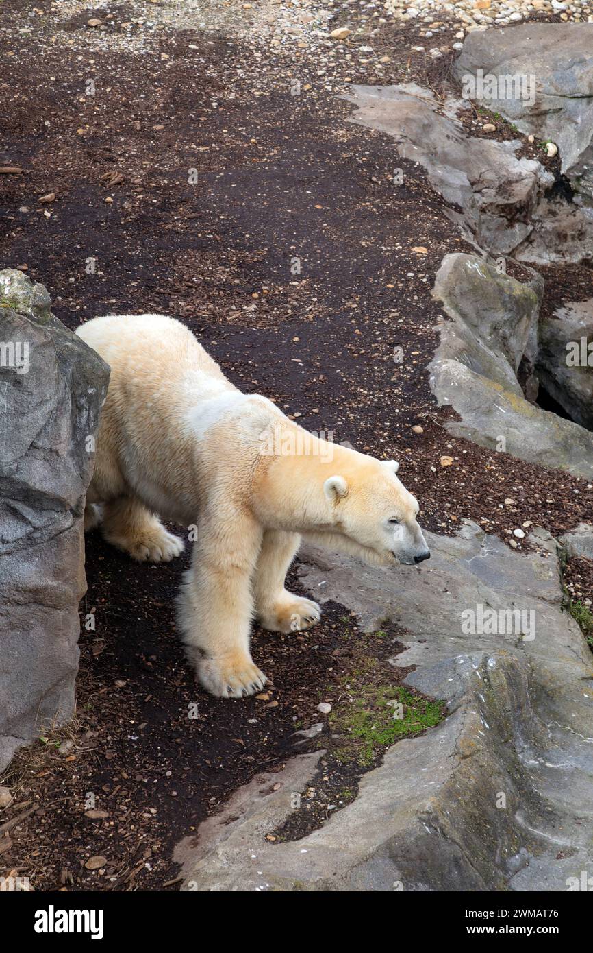 Polar bear, Schönbrunn Zoo,Vienna, Austria, Europe Stock Photo - Alamy