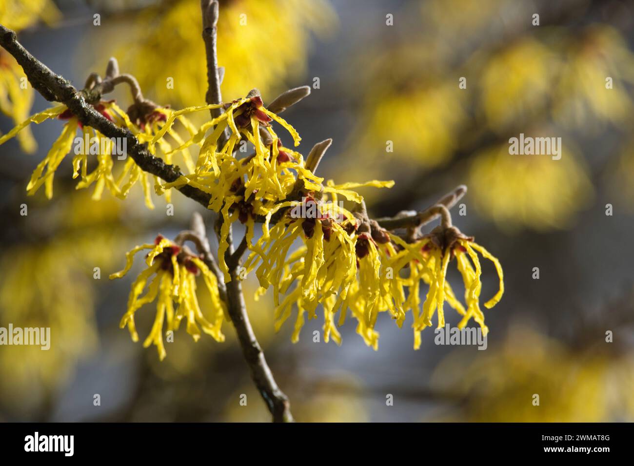 Gelbe Hamamelis, Zaubernuss *** Yellow witch hazel, witch hazel Stock ...