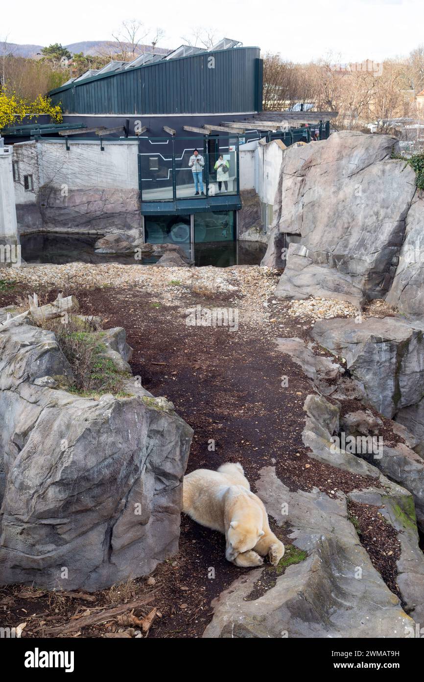Polar bear, Schönbrunn Zoo,Vienna, Austria, Europe Stock Photo - Alamy