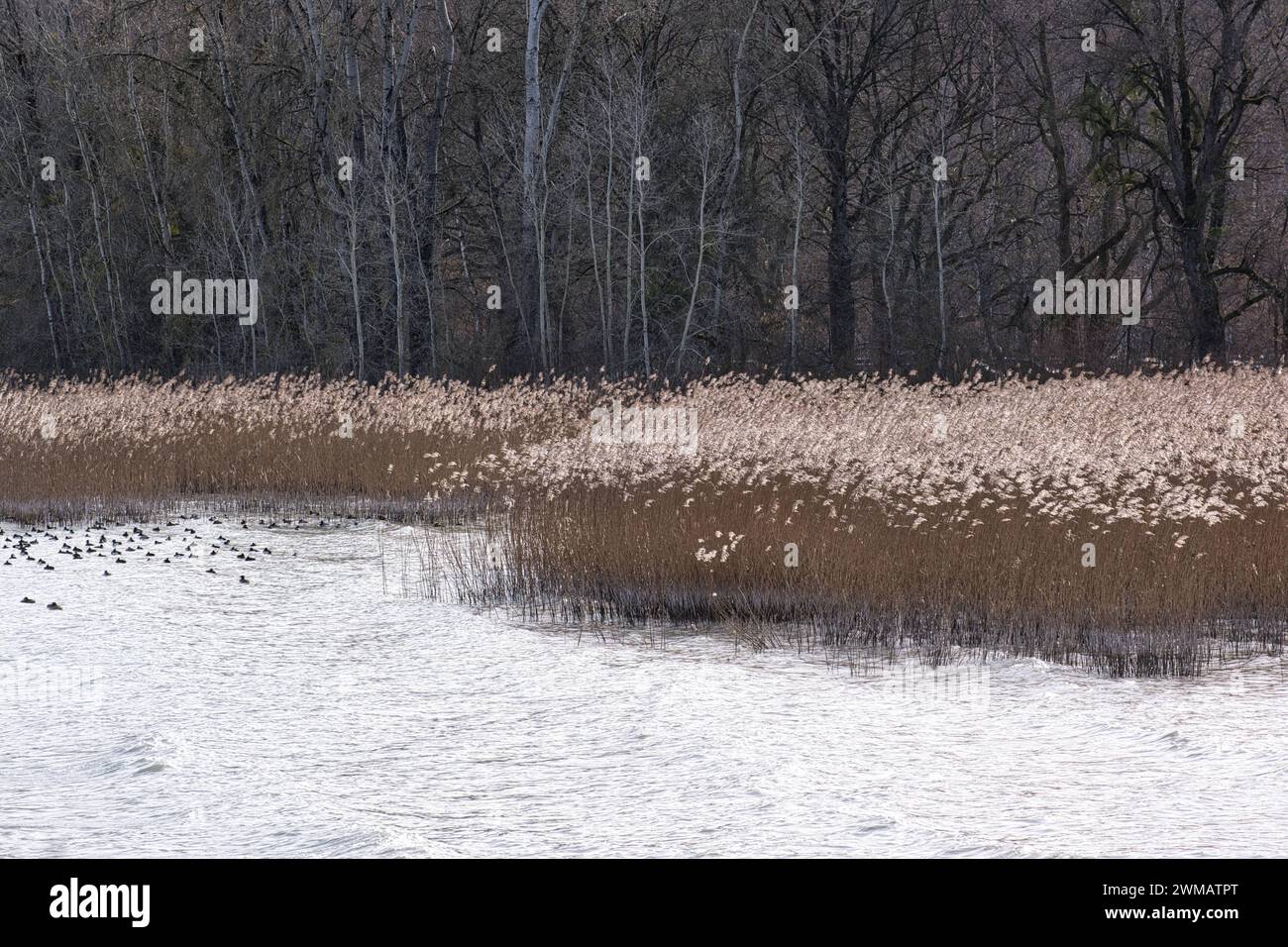 Bodensee, Waldrand und Schilf am Seeufer bei der Insel Mainau *** Lake ...