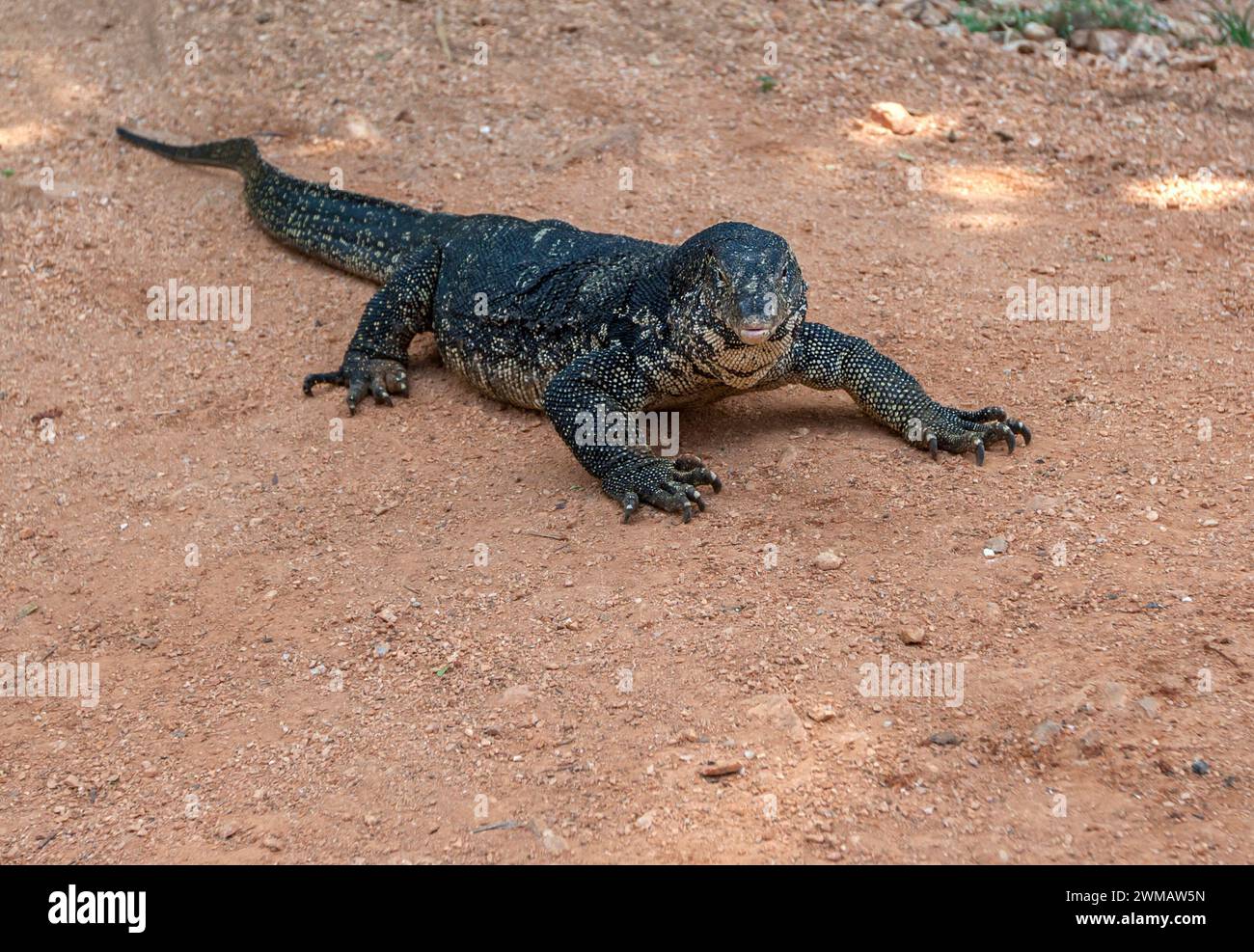 A monitor lizard sits on the side of the road near Polonnaruwa in Sri ...