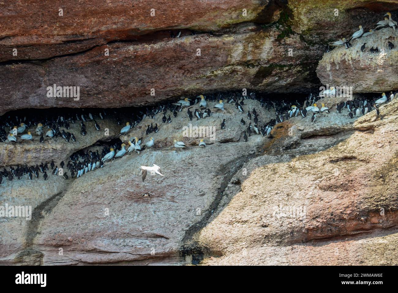 Bird colonies nestled in the ledges of Rocky Cliff in Bonaventure ...