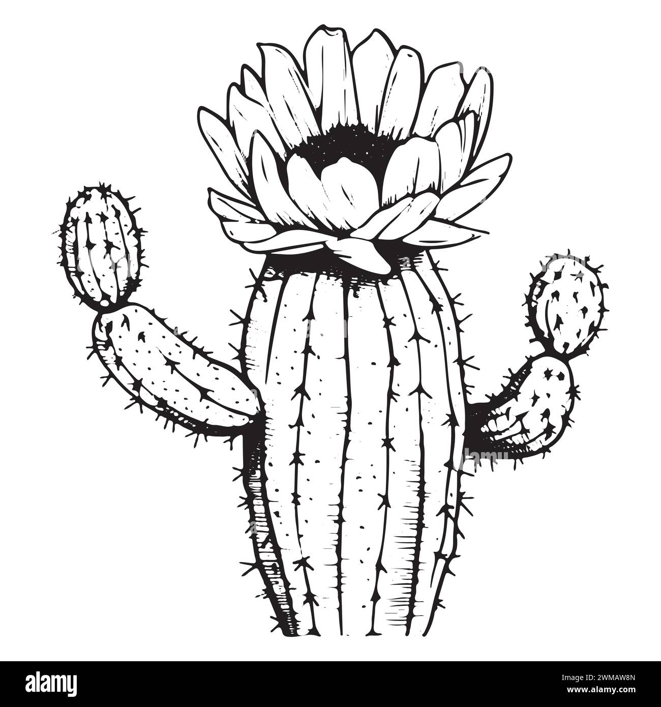 Hand Drawn Sketched Outline Cactus Silhouette. Mexican Plant Realistic ...