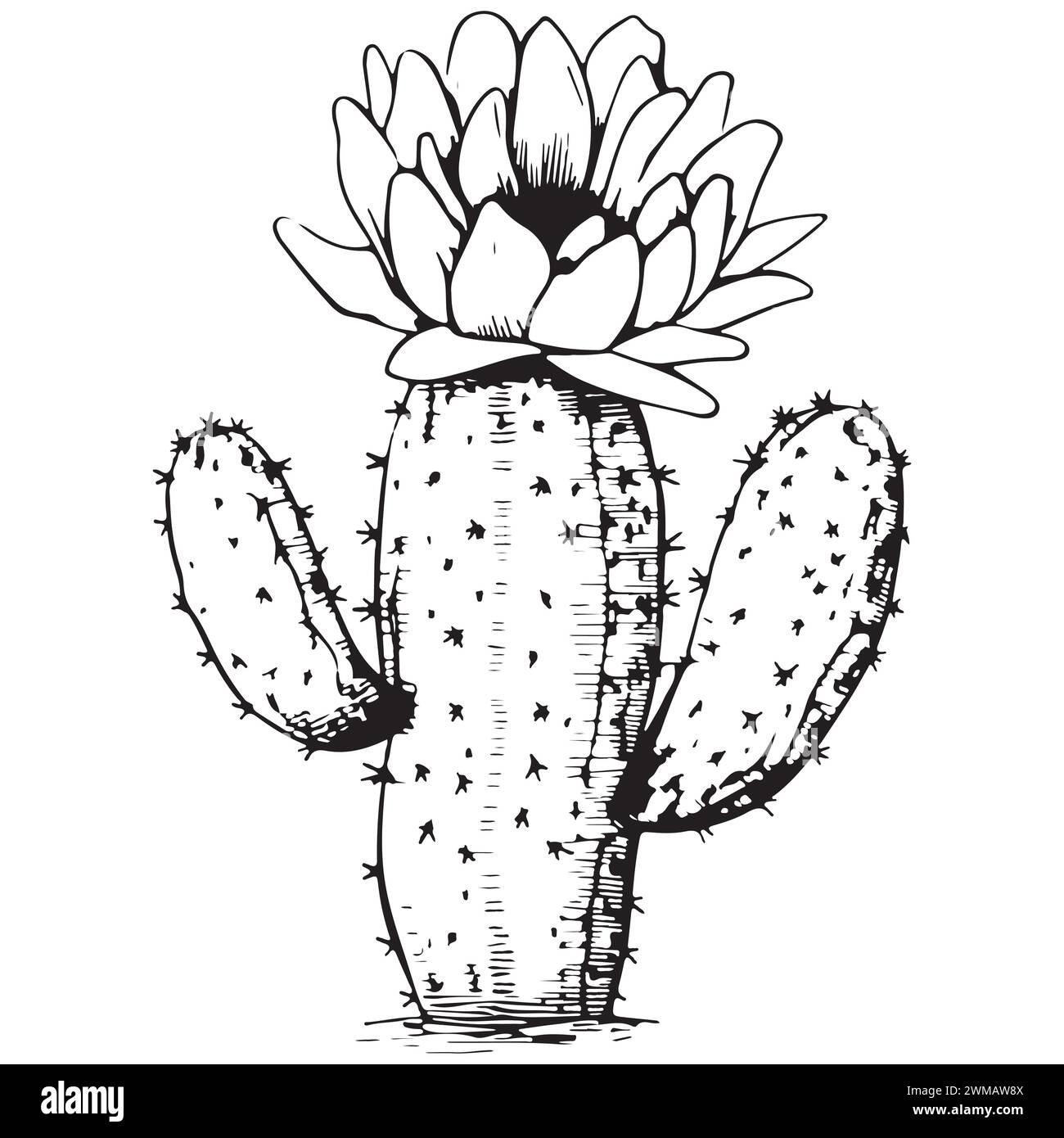 Hand Drawn Sketched Outline Cactus Silhouette. Mexican Plant Realistic ...