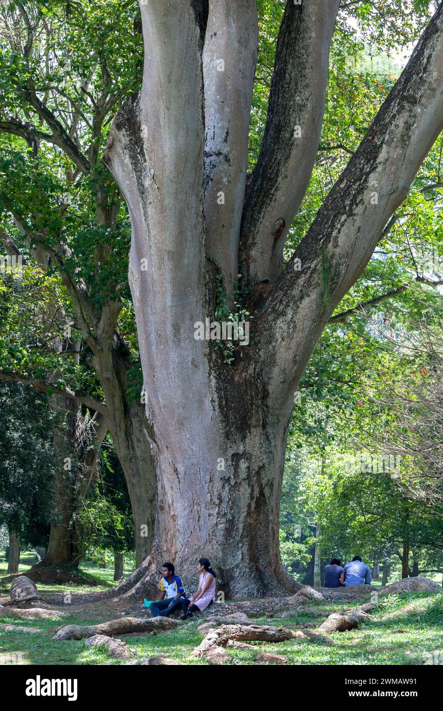 A couple sit under an enormous ficus tree at the Royal Botanical ...
