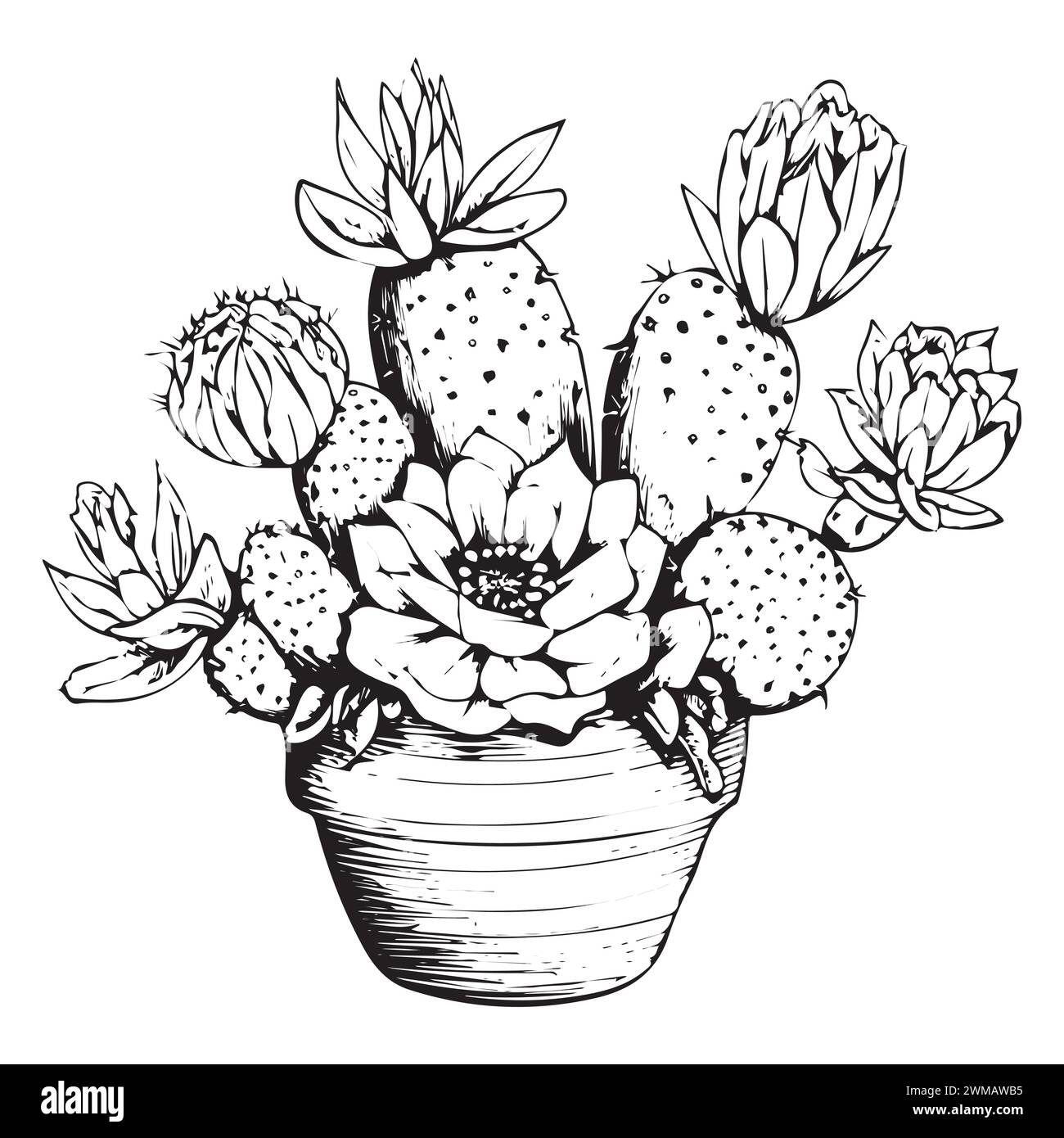 Hand Drawn Sketched Outline Cactus Silhouette. Mexican Plant Realistic ...