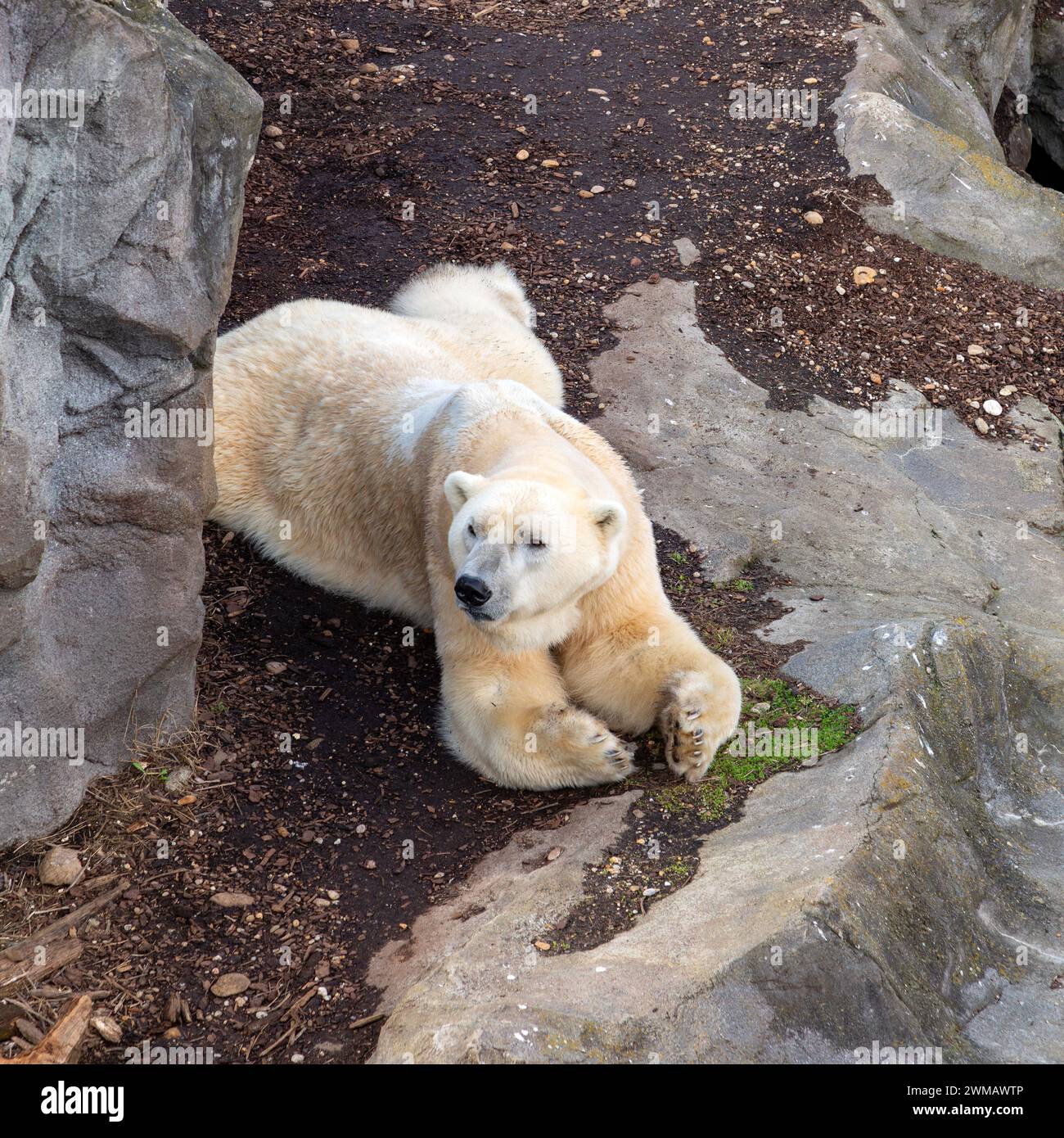 Polar bear, Schönbrunn Zoo,Vienna, Austria, Europe Stock Photo - Alamy