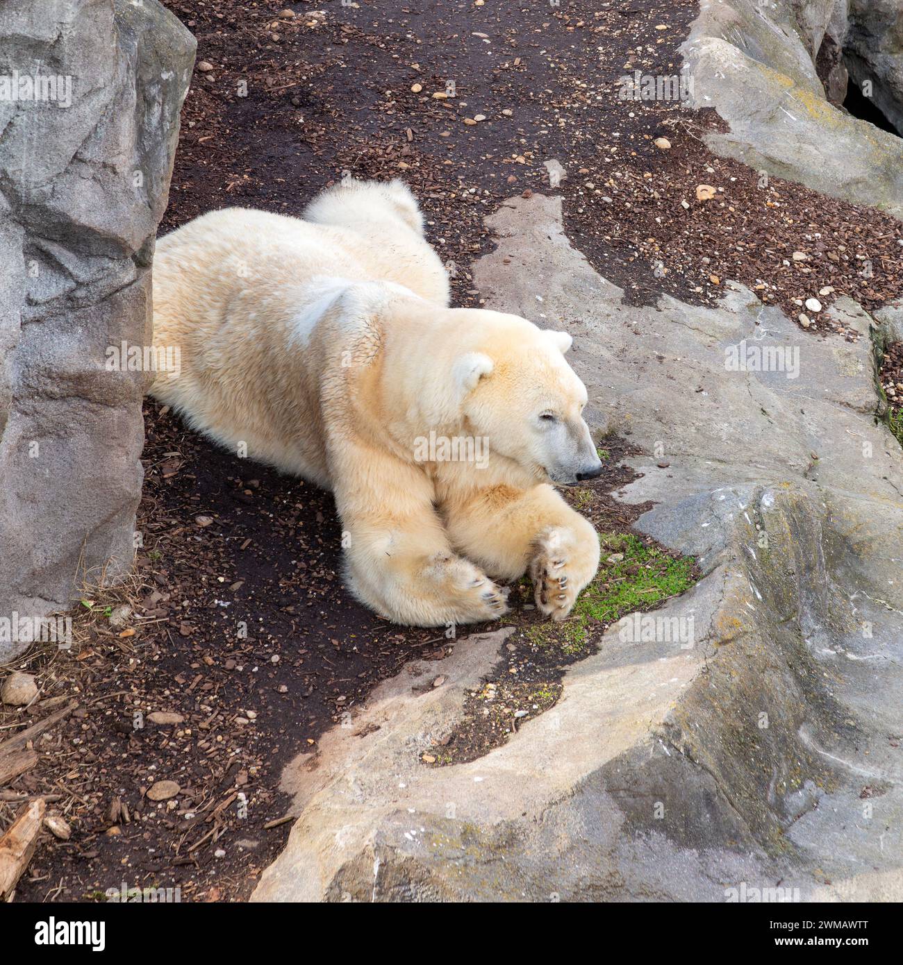 Polar bear, Schönbrunn Zoo,Vienna, Austria, Europe Stock Photo - Alamy