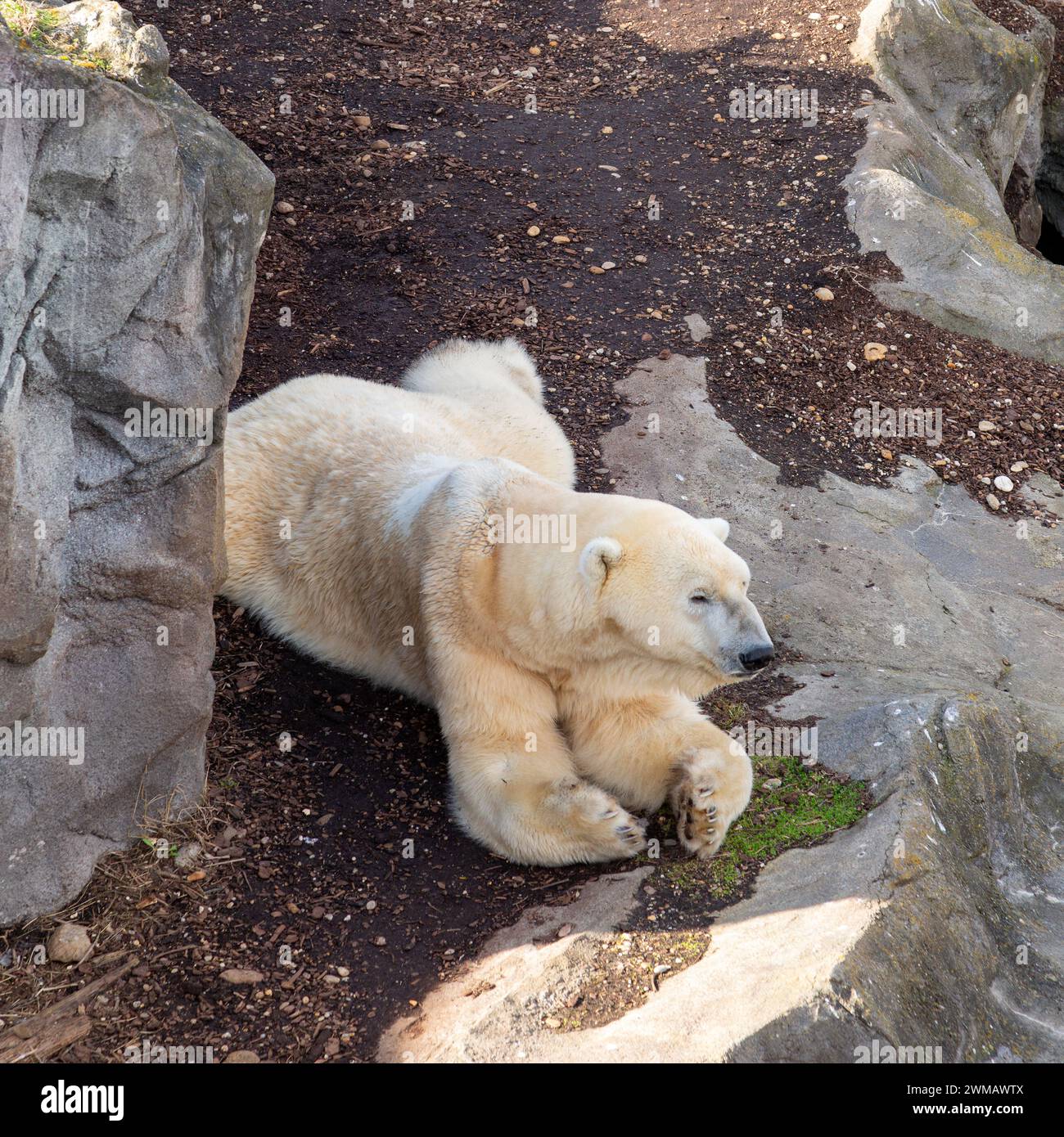 Polar bear, Schönbrunn Zoo,Vienna, Austria, Europe Stock Photo - Alamy