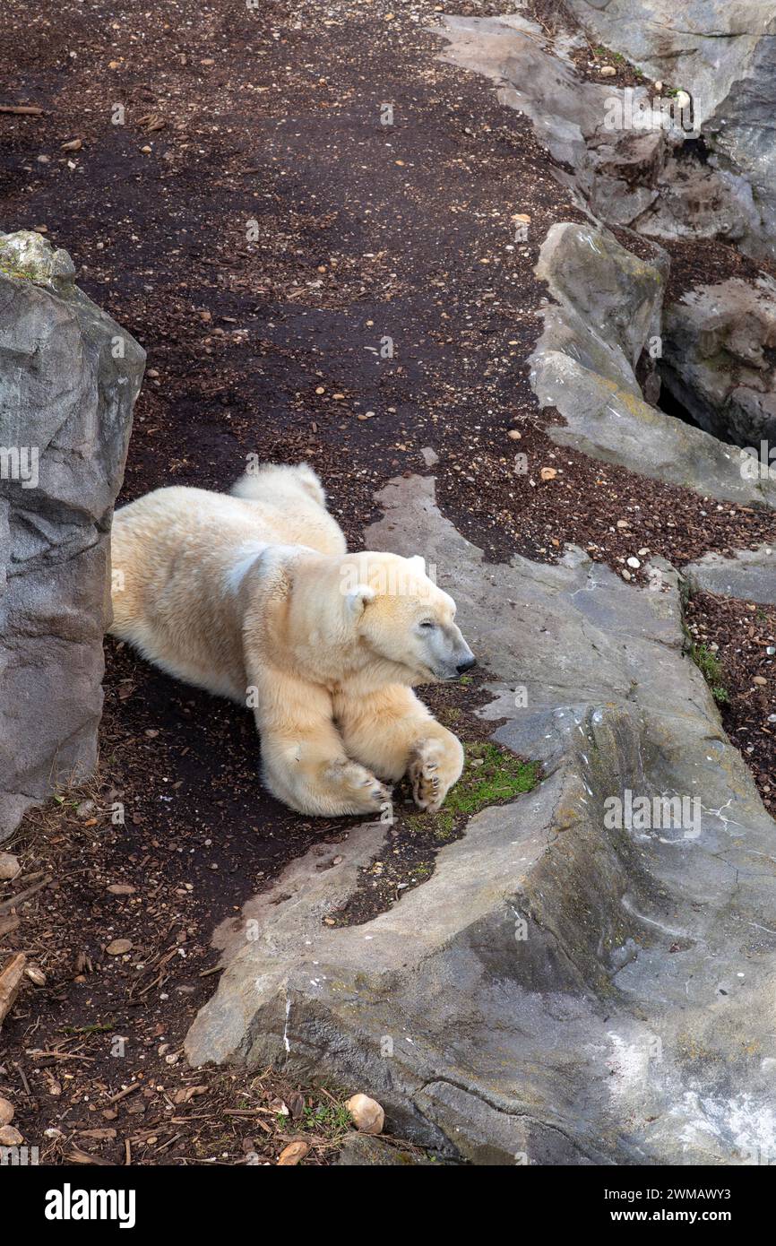 Polar bear, Schönbrunn Zoo,Vienna, Austria, Europe Stock Photo - Alamy