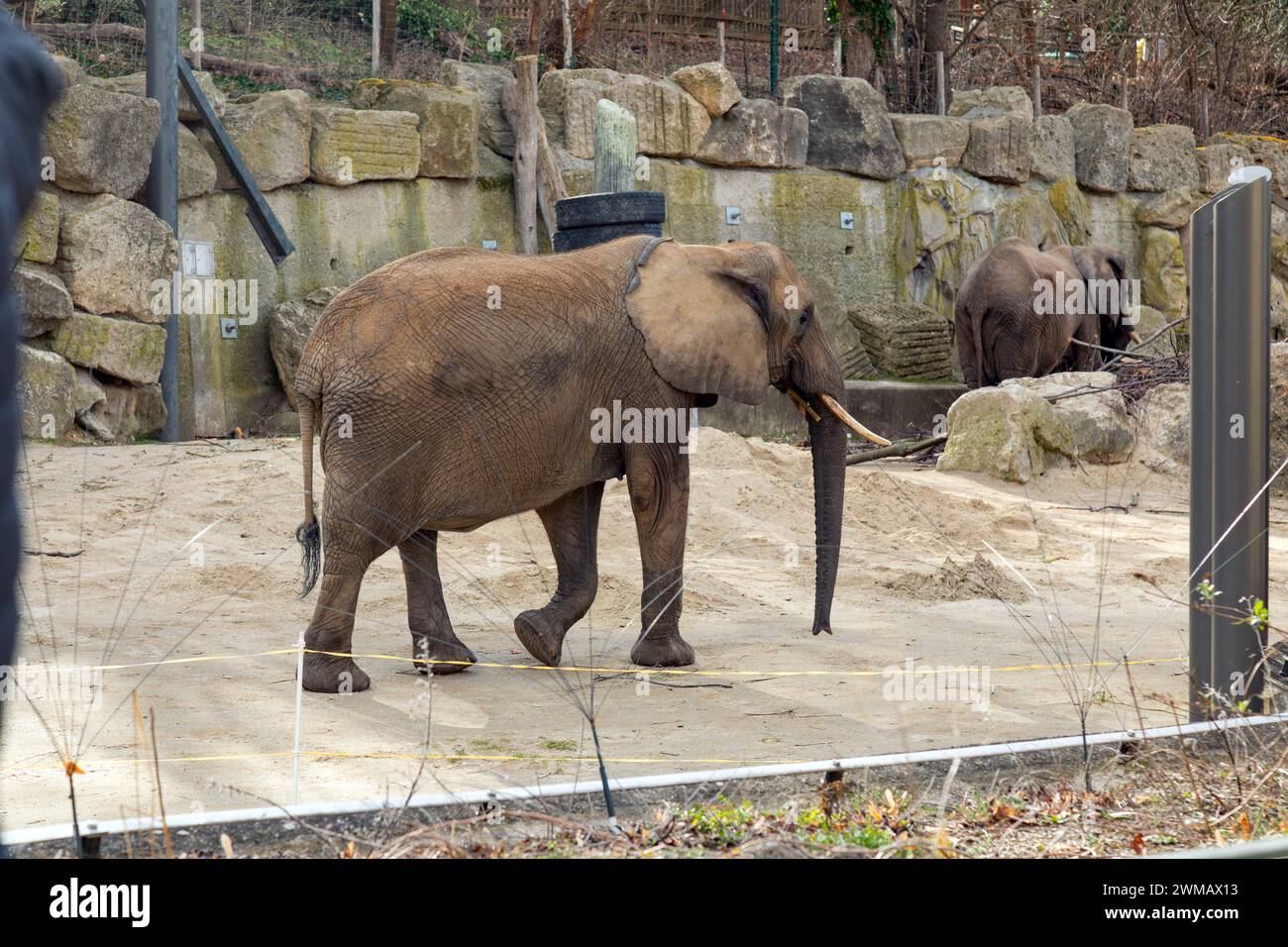 African Bush Elephant (Loxodonta africana) Vienna Zoo, Tierpark ...