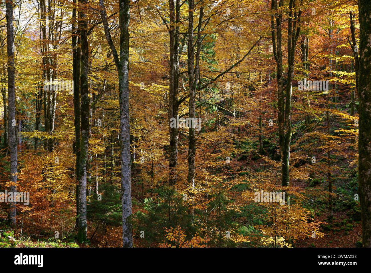 Beech forest (Fagus sylvatica) of the Cansiglio mountain plateau ...