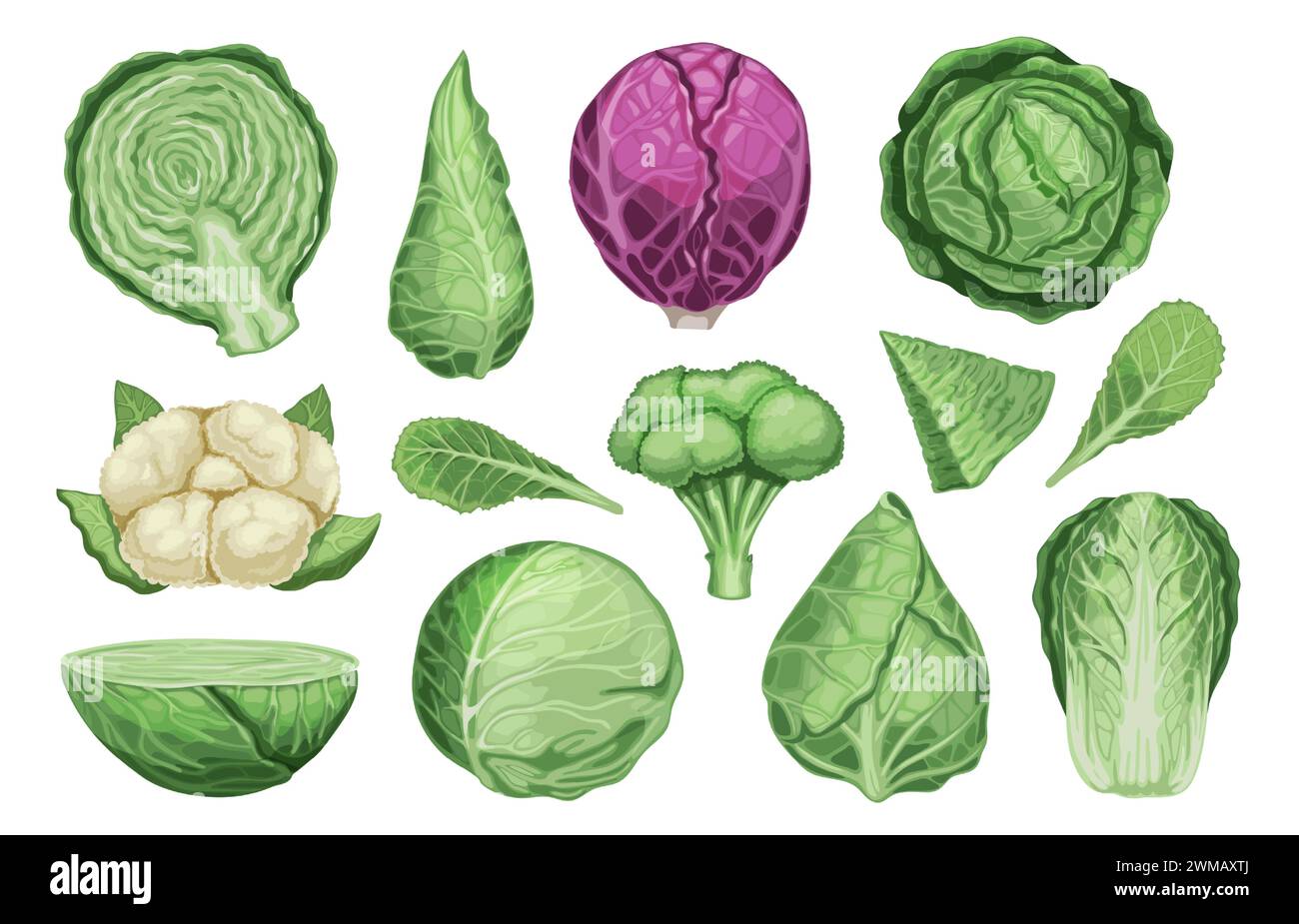 Cartoon different cabbage. Fresh organic vegetable brussels sprouts ...