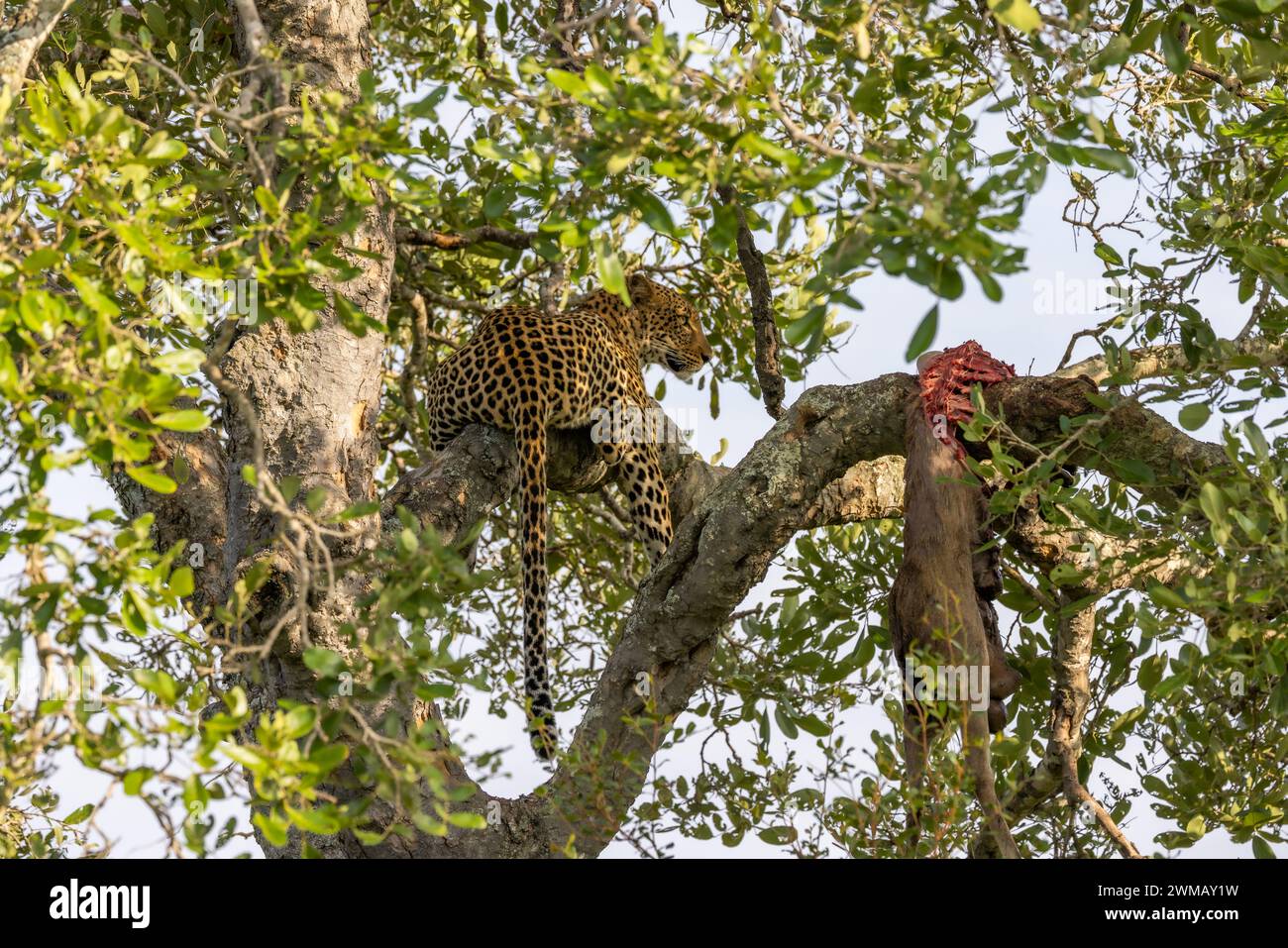 Leopard captured on a tree with a carcass hi-res stock photography and ...