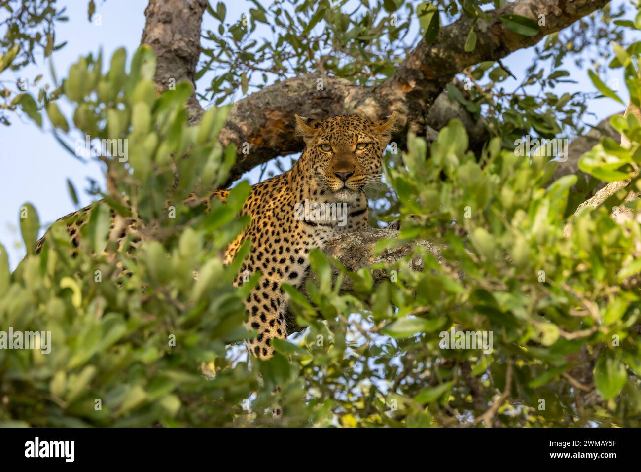 Leopard captured on a tree with a carcass hi-res stock photography and ...