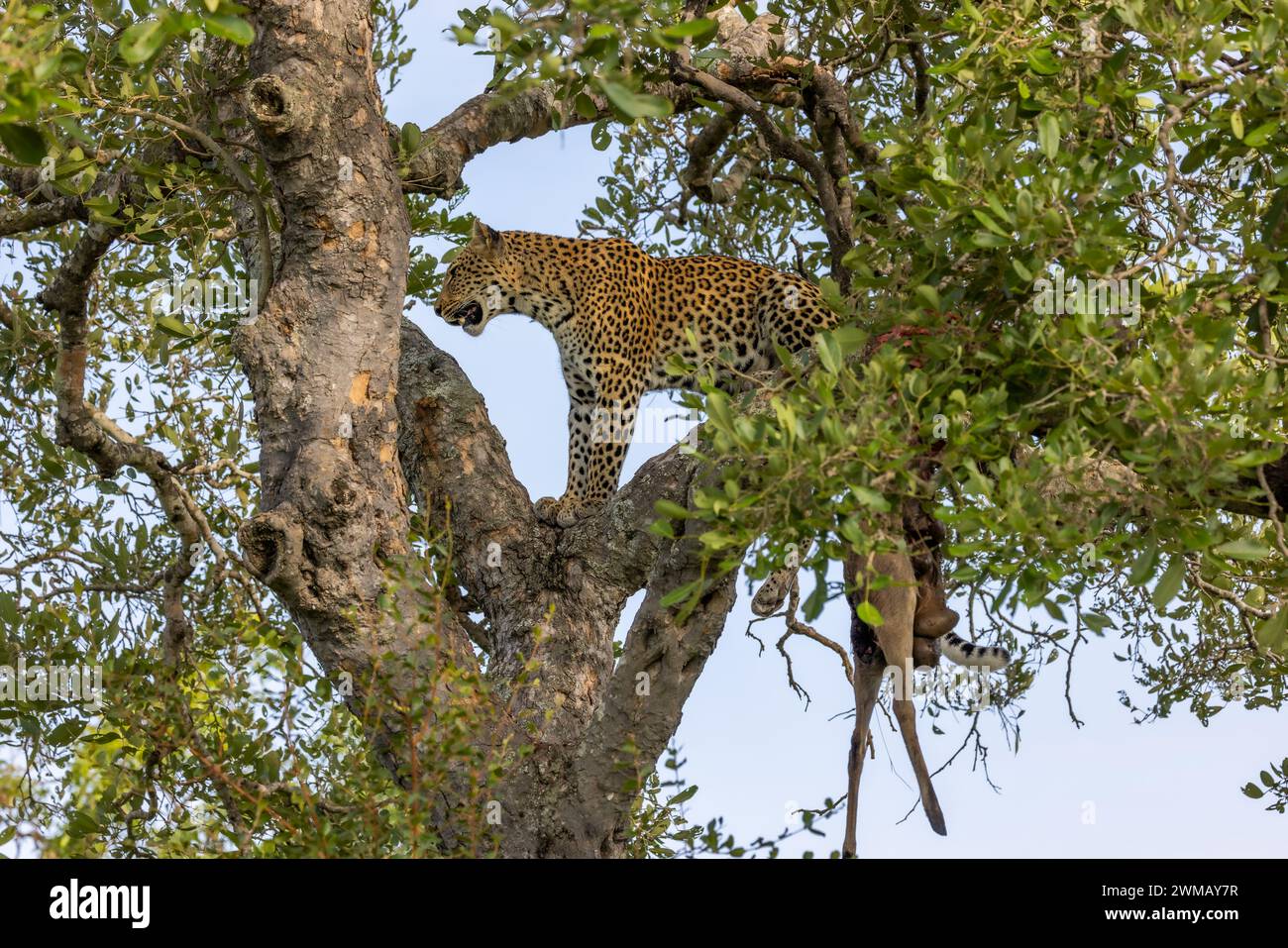 Leopard captured on a tree with a carcass hi-res stock photography and ...