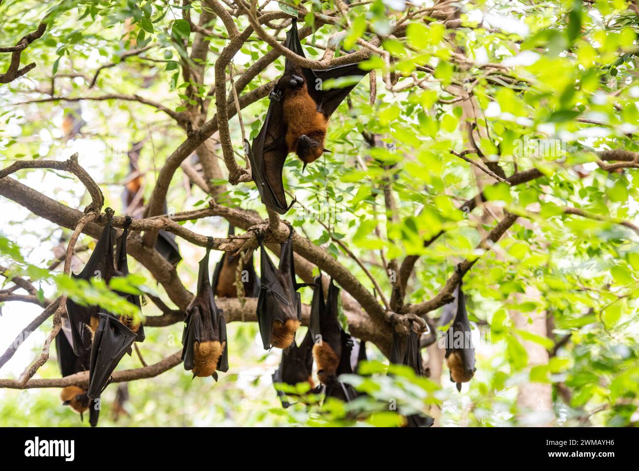 wild Bats in the Park at Wat Pho Bang Khla near city Mueang ...