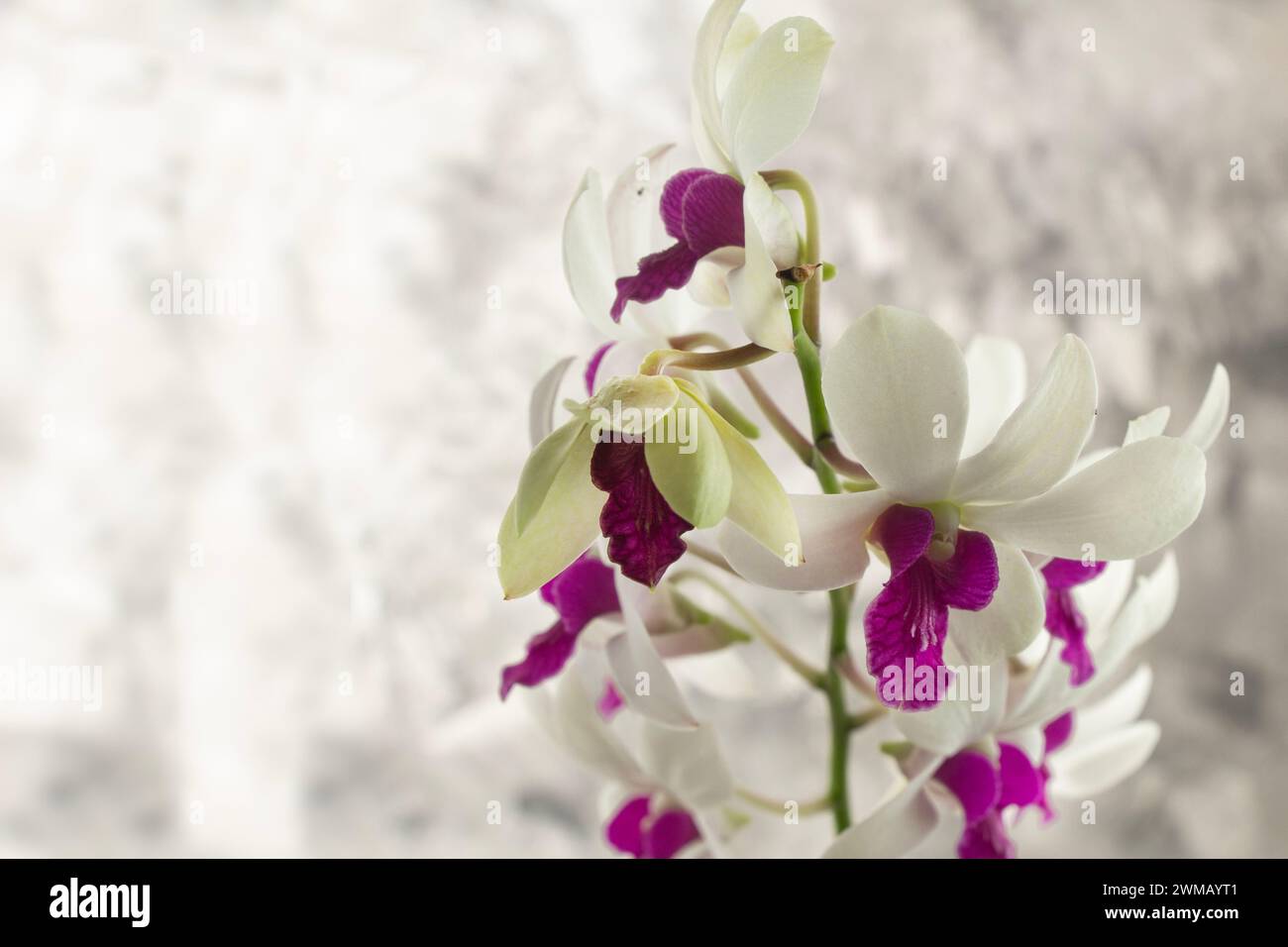 negative space, Dendrobium Pompadour, orchid flower, ornamental plant ...