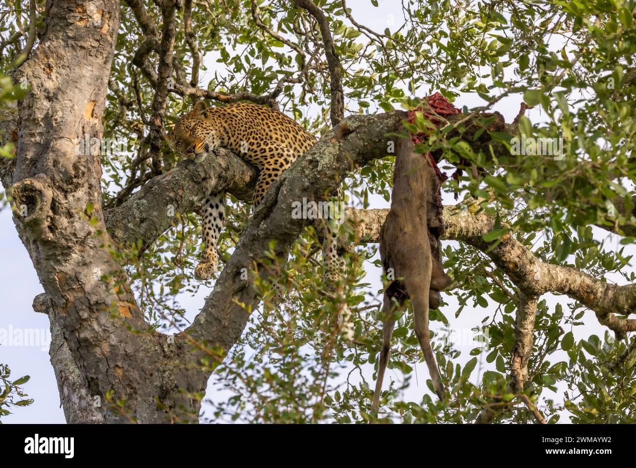 Leopard marking tree hi-res stock photography and images - Alamy