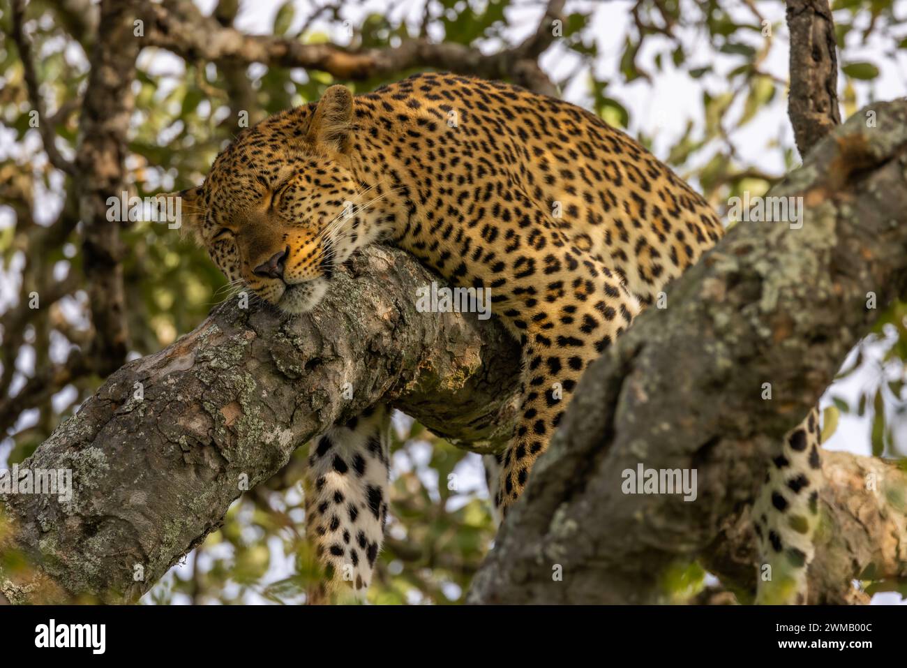 Leopard captured in the kruger national park hi-res stock photography ...