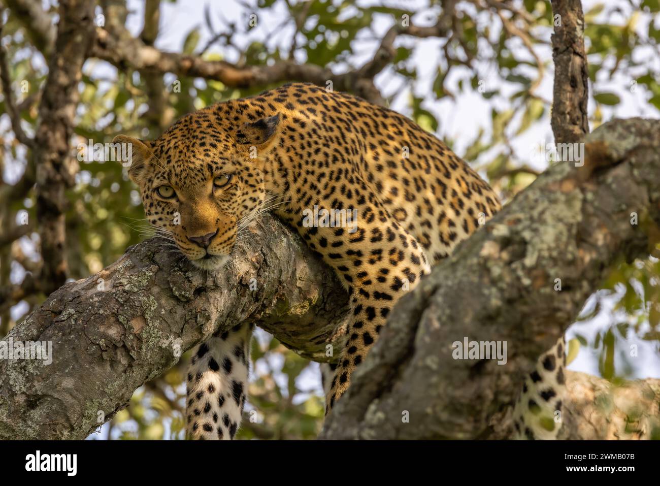 Leopard captured in the kruger national park hi-res stock photography ...