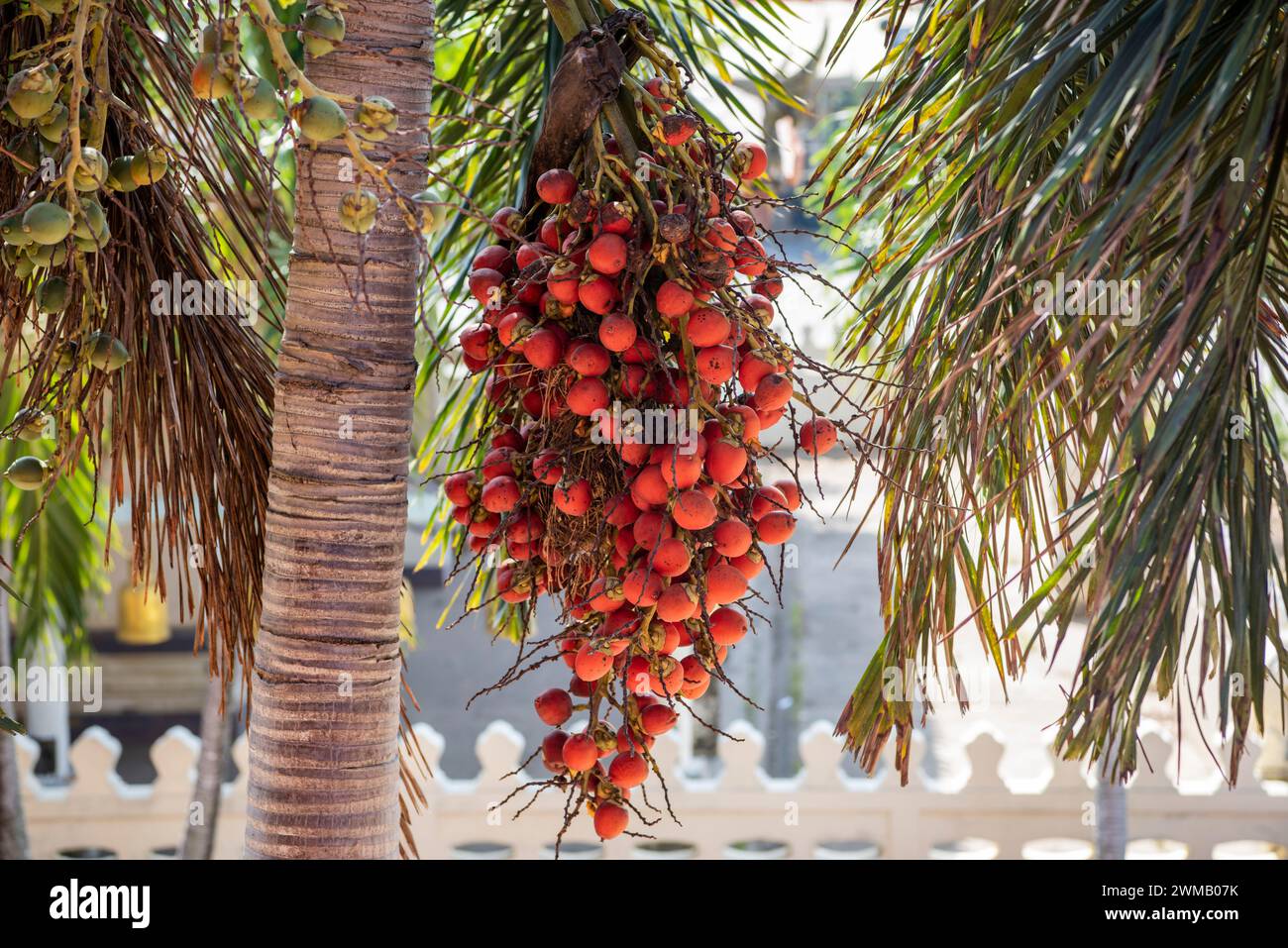 Oil palmtree hi-res stock photography and images - Alamy