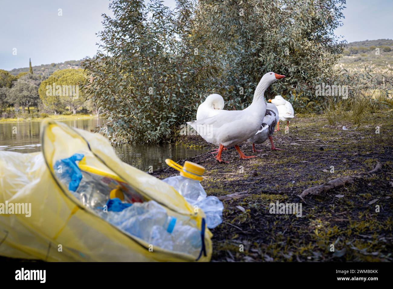 Group of geese in front of abandoned bottles in a lake. Concept animals ...