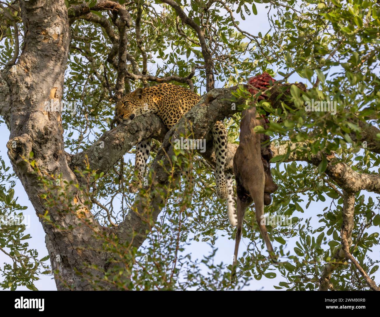 African leopard coming down tree hi-res stock photography and images ...