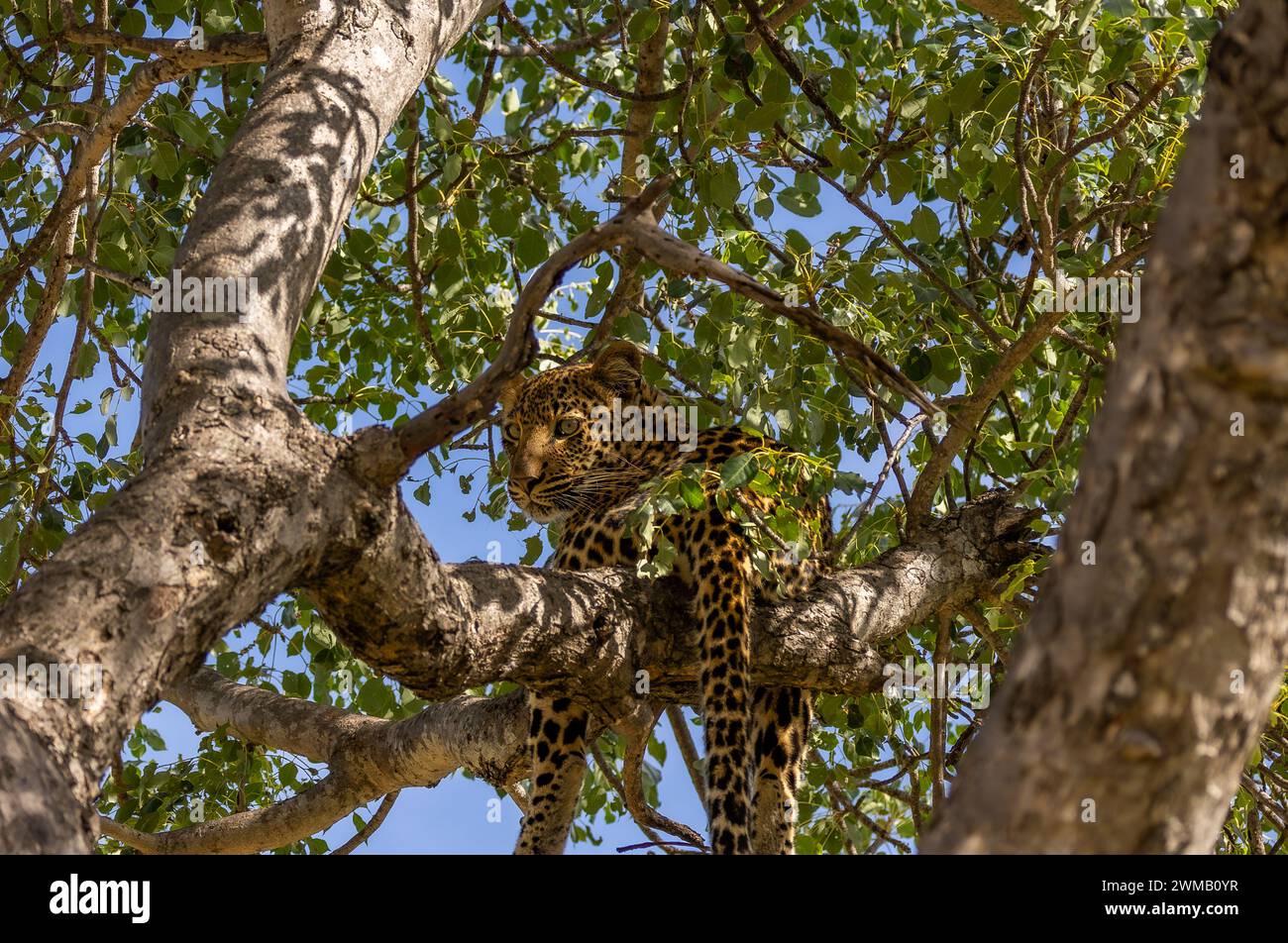 Leopard marking tree hi-res stock photography and images - Alamy