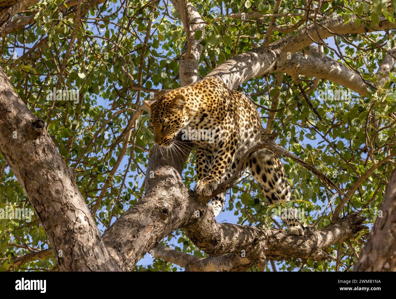 Leopard marking tree hi-res stock photography and images - Alamy