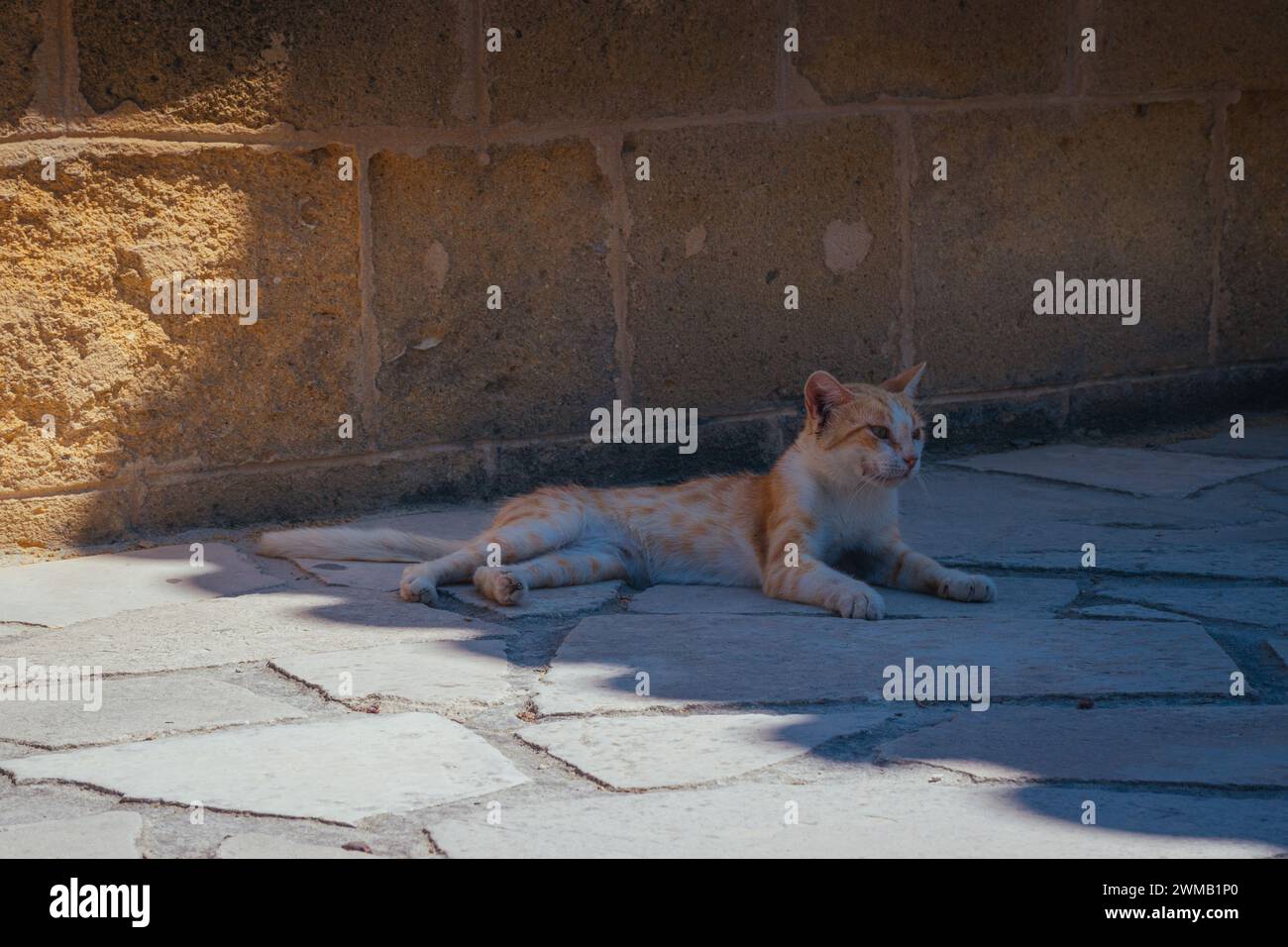 Cyprus cats hi-res stock photography and images - Alamy