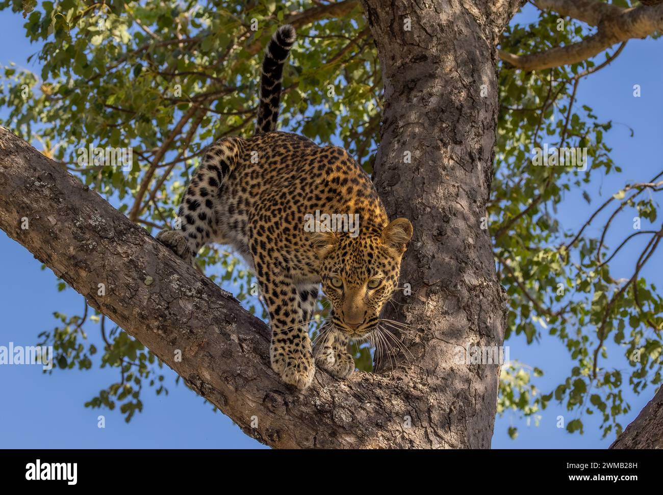 Leopard captured in the kruger national park hi-res stock photography ...