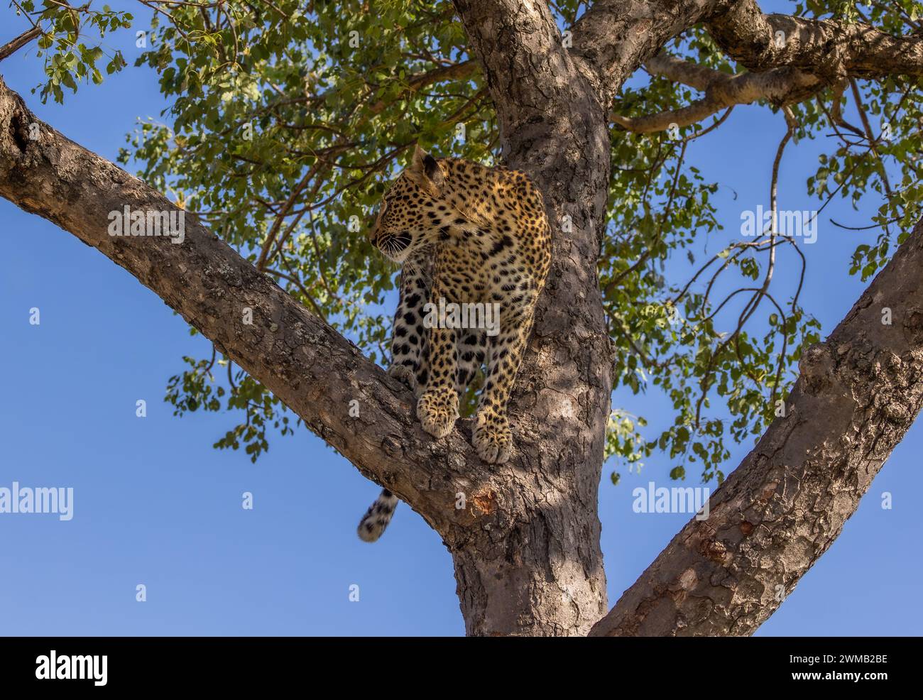 Leopard marking tree hi-res stock photography and images - Alamy