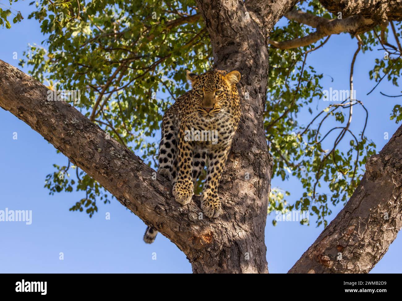 Leopard marking tree hi-res stock photography and images - Alamy