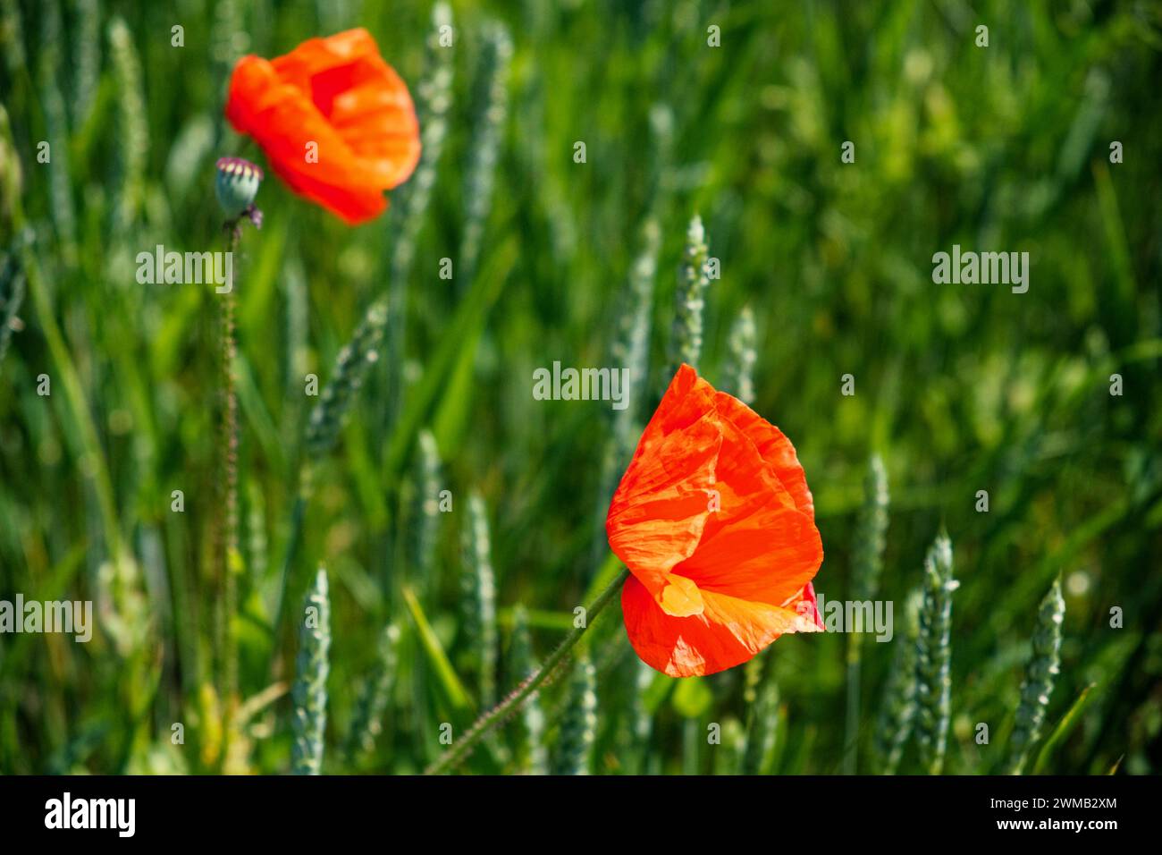 Two blooming poppies amidst diverse plant life Stock Photo - Alamy