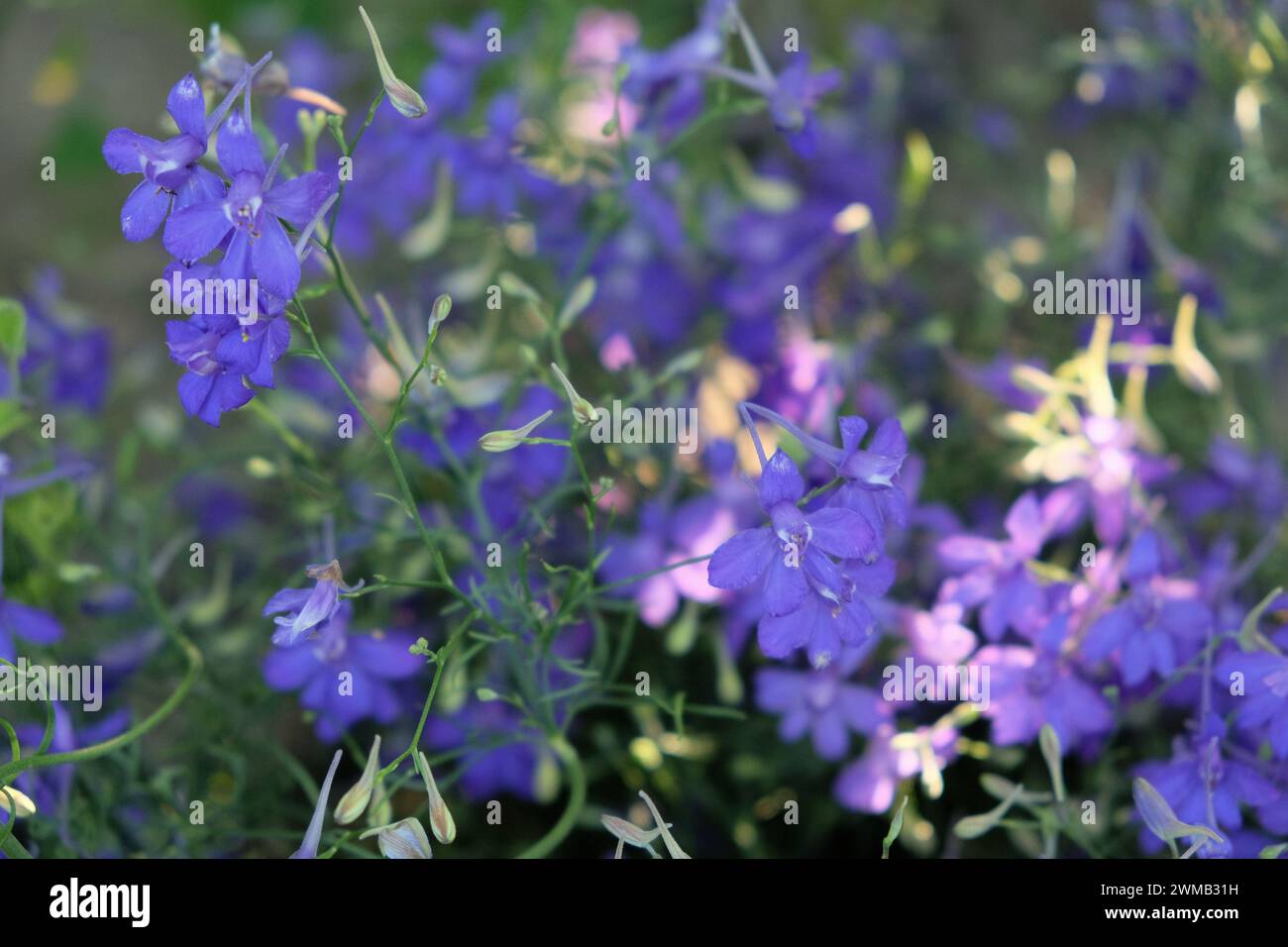 Blooming purple flowers are nestled among green stems, with soft ...