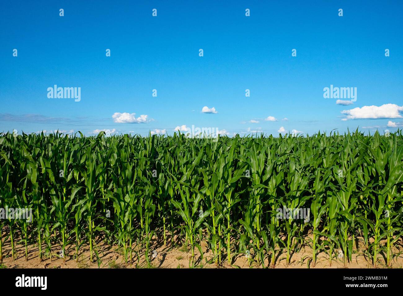 Lush cornfield hi-res stock photography and images - Alamy
