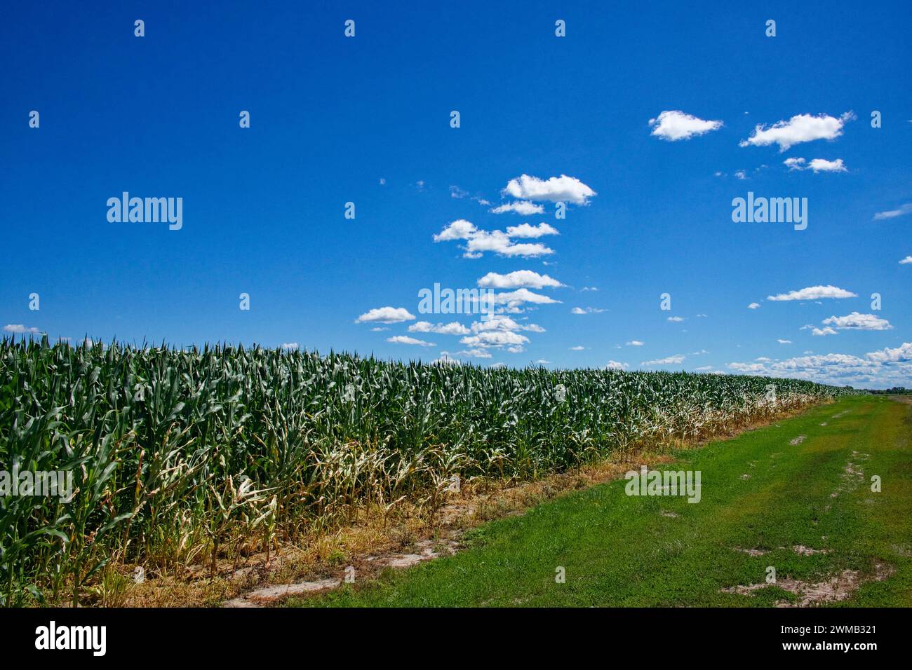 Corn plants in rows, blue sky and clouds above Stock Photo - Alamy