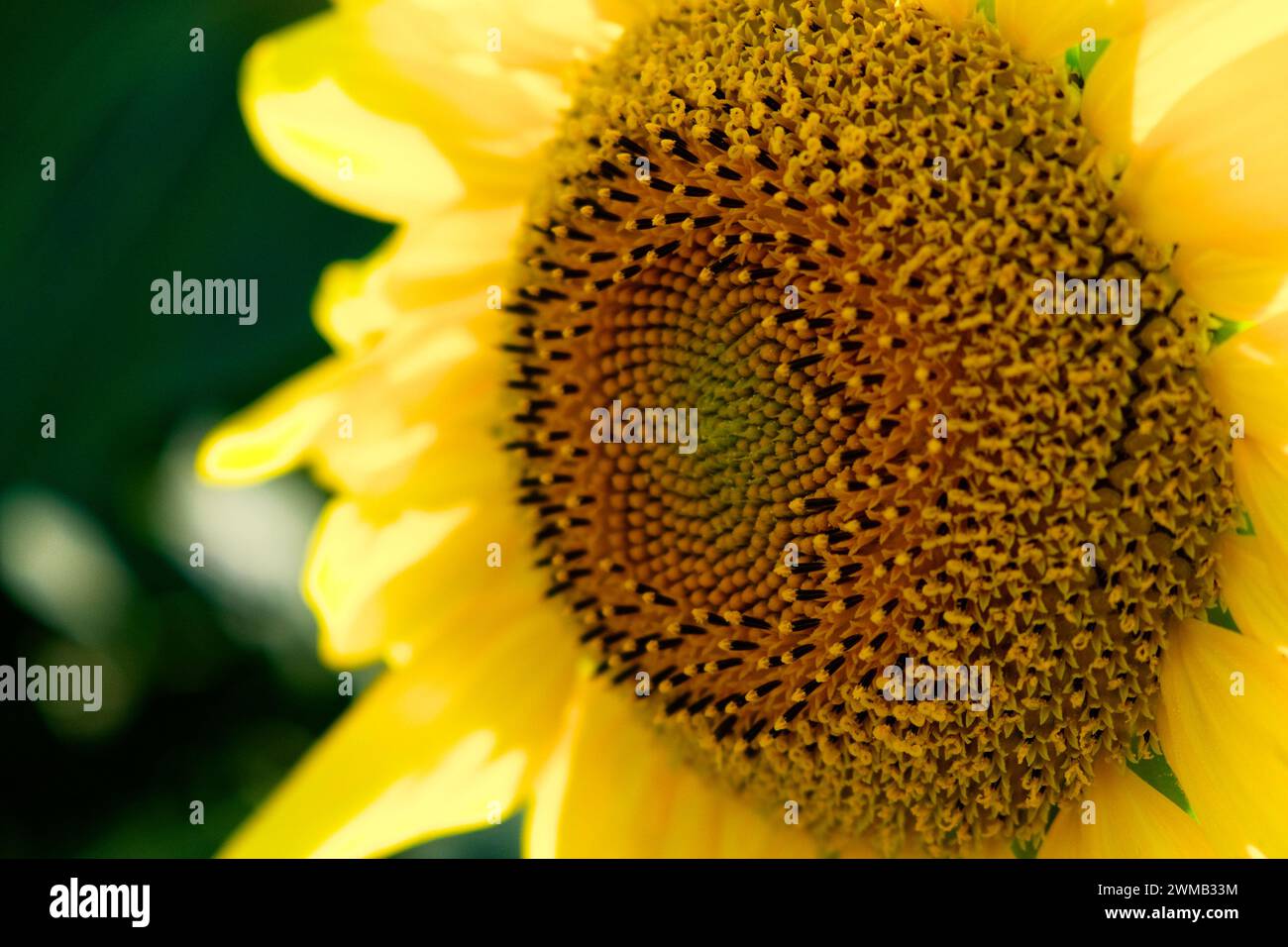 Detailed view of a sunflower, highlighting the texture and pattern of ...